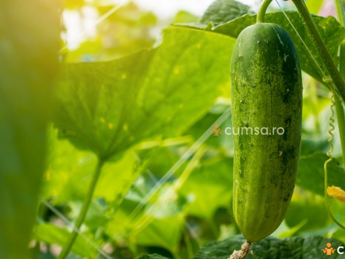 Plasa pentru castraveti. Cum sa cultivi in mod eficient - cumsa.ro