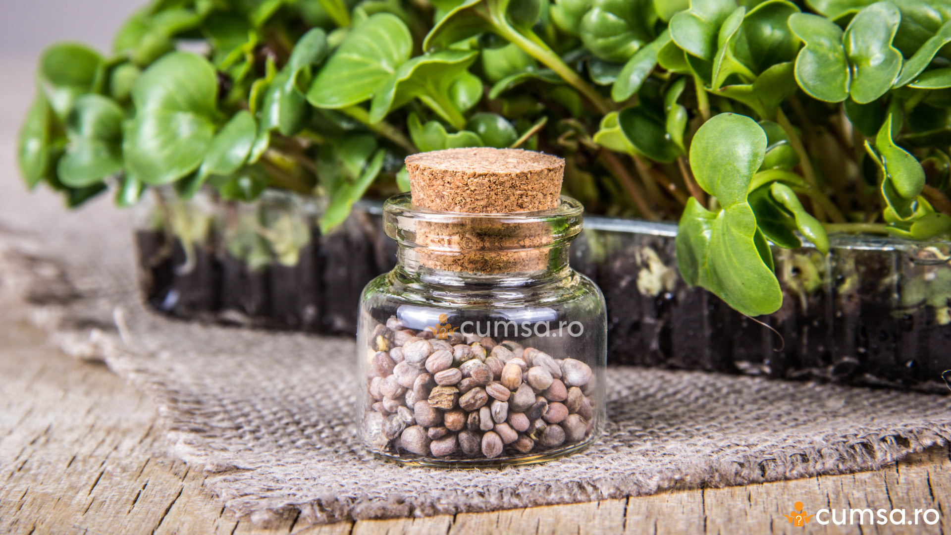 Cum sa plantezi ridichi. Cand se seamana si cum pregatesti solul - cumsa.ro