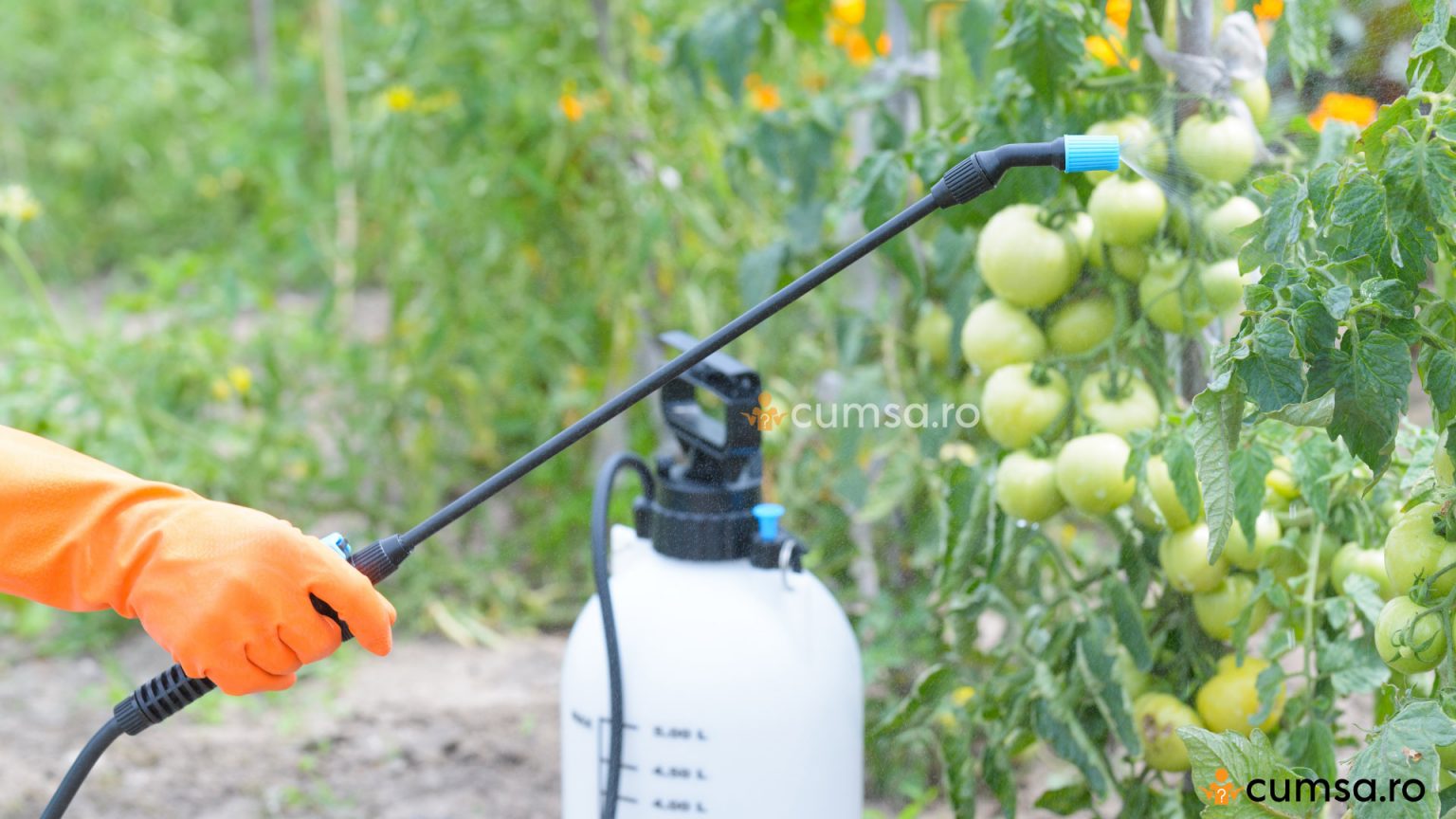 Cum sa tratezi rosiile folosind o solutie bio cu gainat, urzici si ...