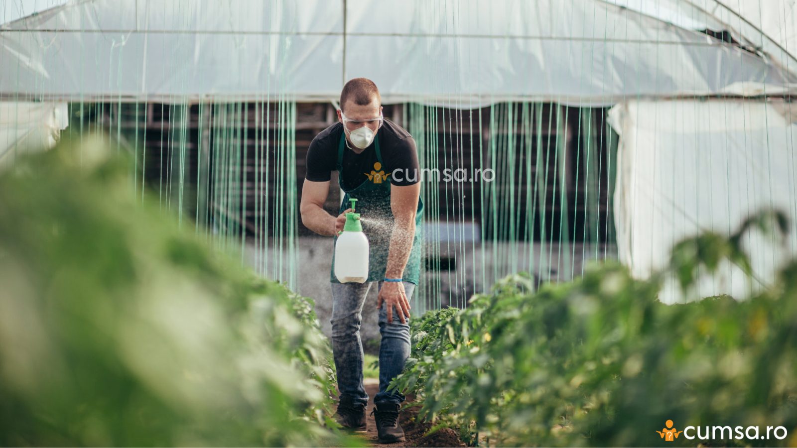 Stropirea rosiilor cu lapte. Cum sa aplici acest tratament in gradina ...