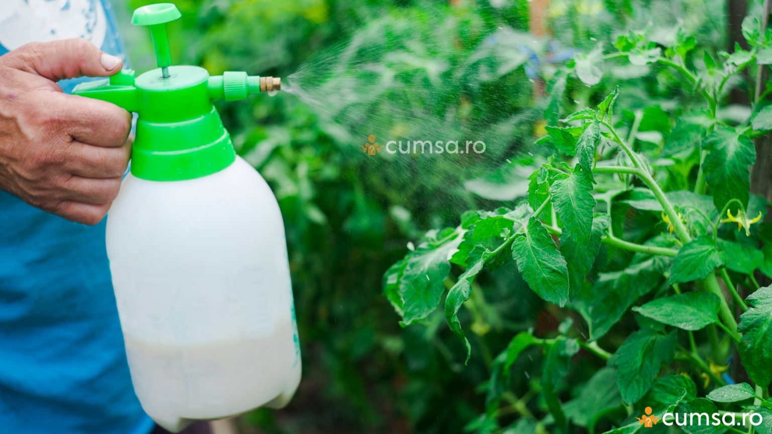 Stropirea rosiilor cu lapte. Cum sa aplici acest tratament in gradina ...