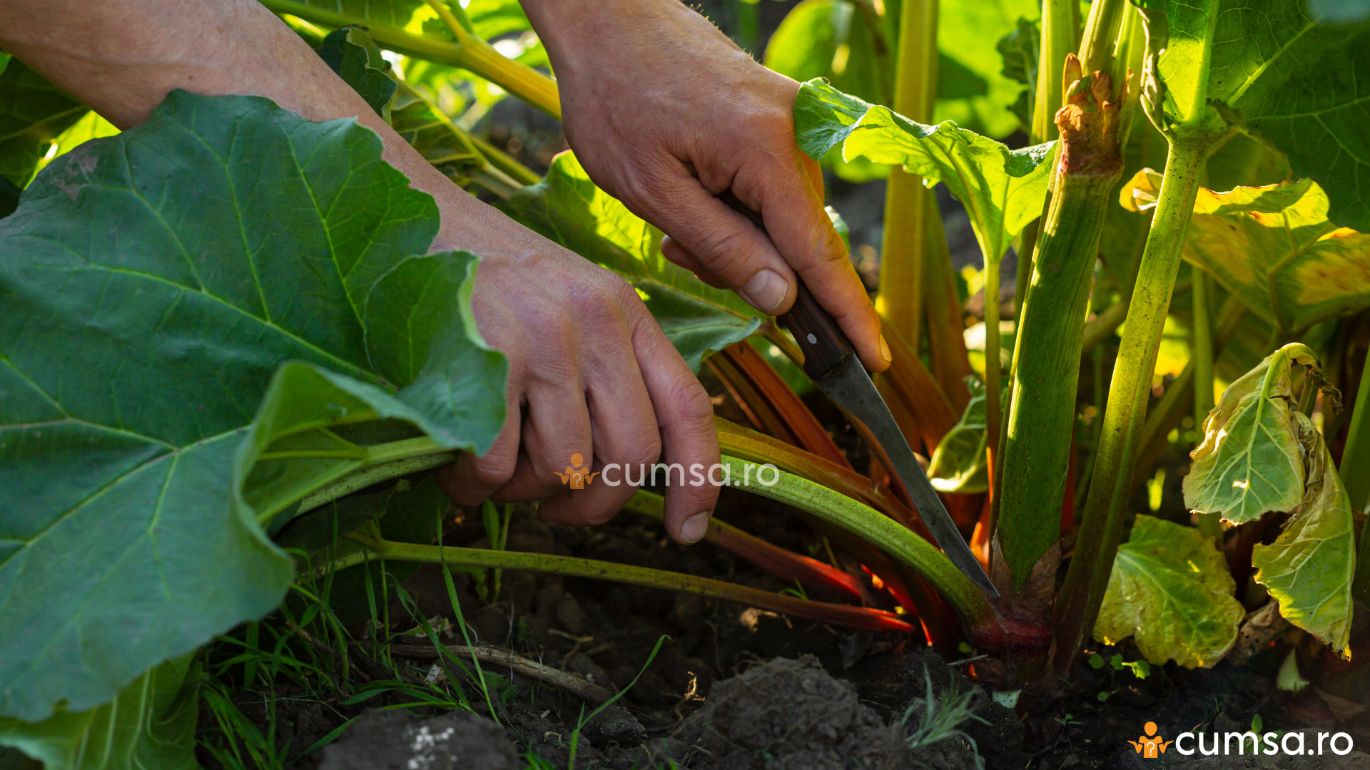 Cultivare rubarba. Cum sa cresti aceasta planta - cumsa.ro