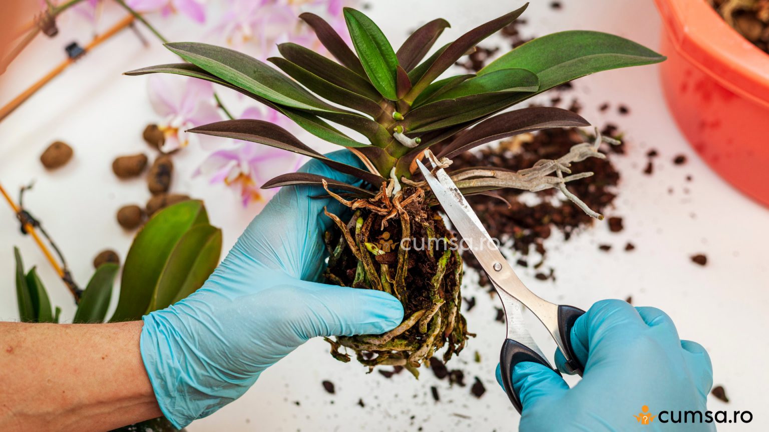 Cum sa ingrijesti orhideele. Solutii naturale pentru tratarea acestor ...