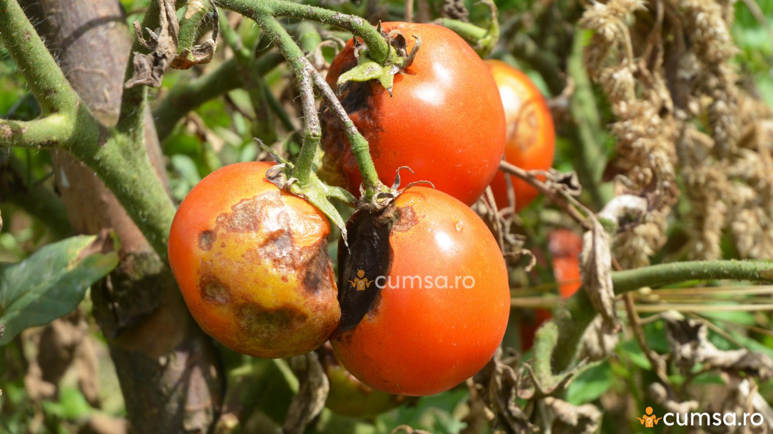 Tratament mana la rosii. Cum sa combati aceasta boala la tomate - cumsa.ro