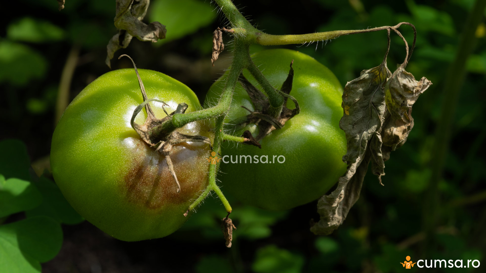 Tratament mana la rosii. Cum sa combati aceasta boala la tomate - cumsa.ro