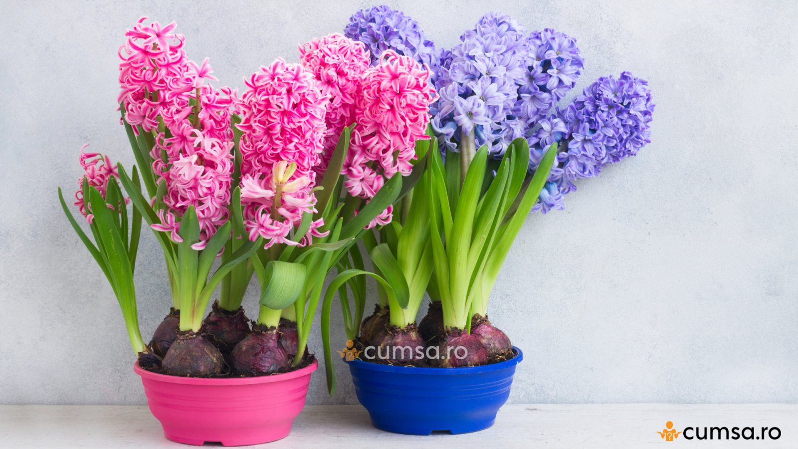 Zambile in ghiveci. Cum sa ingrijesti aceste flori - cumsa.ro