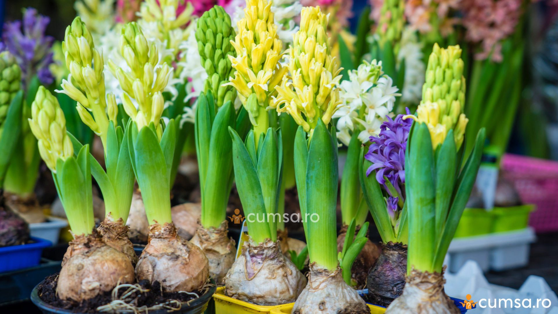 Zambile in ghiveci. Cum sa ingrijesti aceste flori - cumsa.ro
