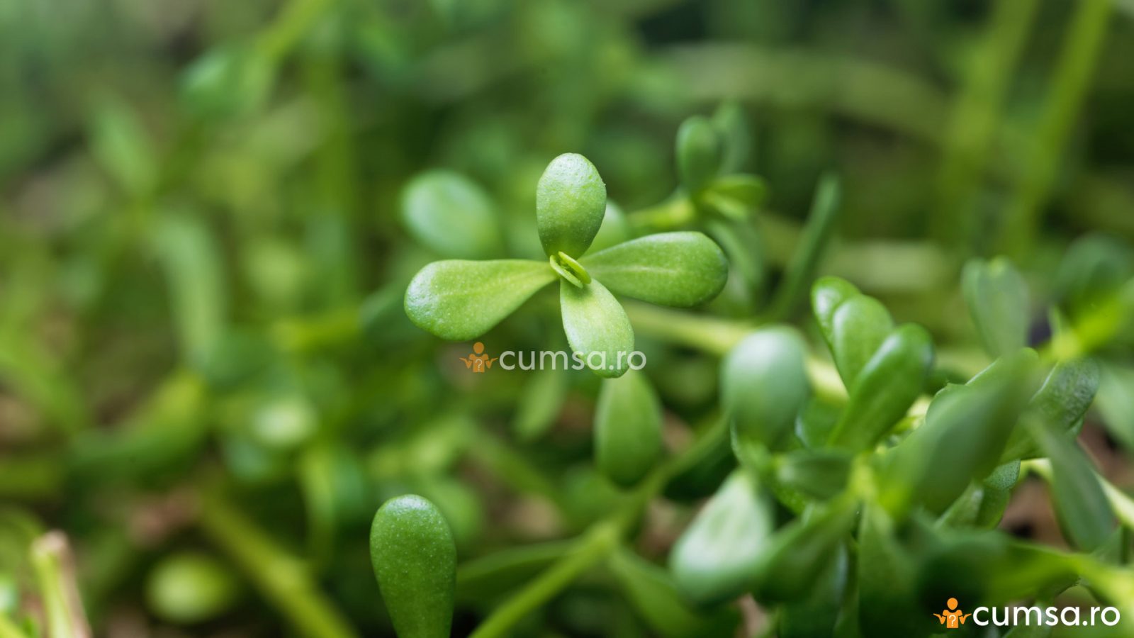 Cum sa combati stresul folosind Bacopa monnieri (isopul de apa) - cumsa.ro