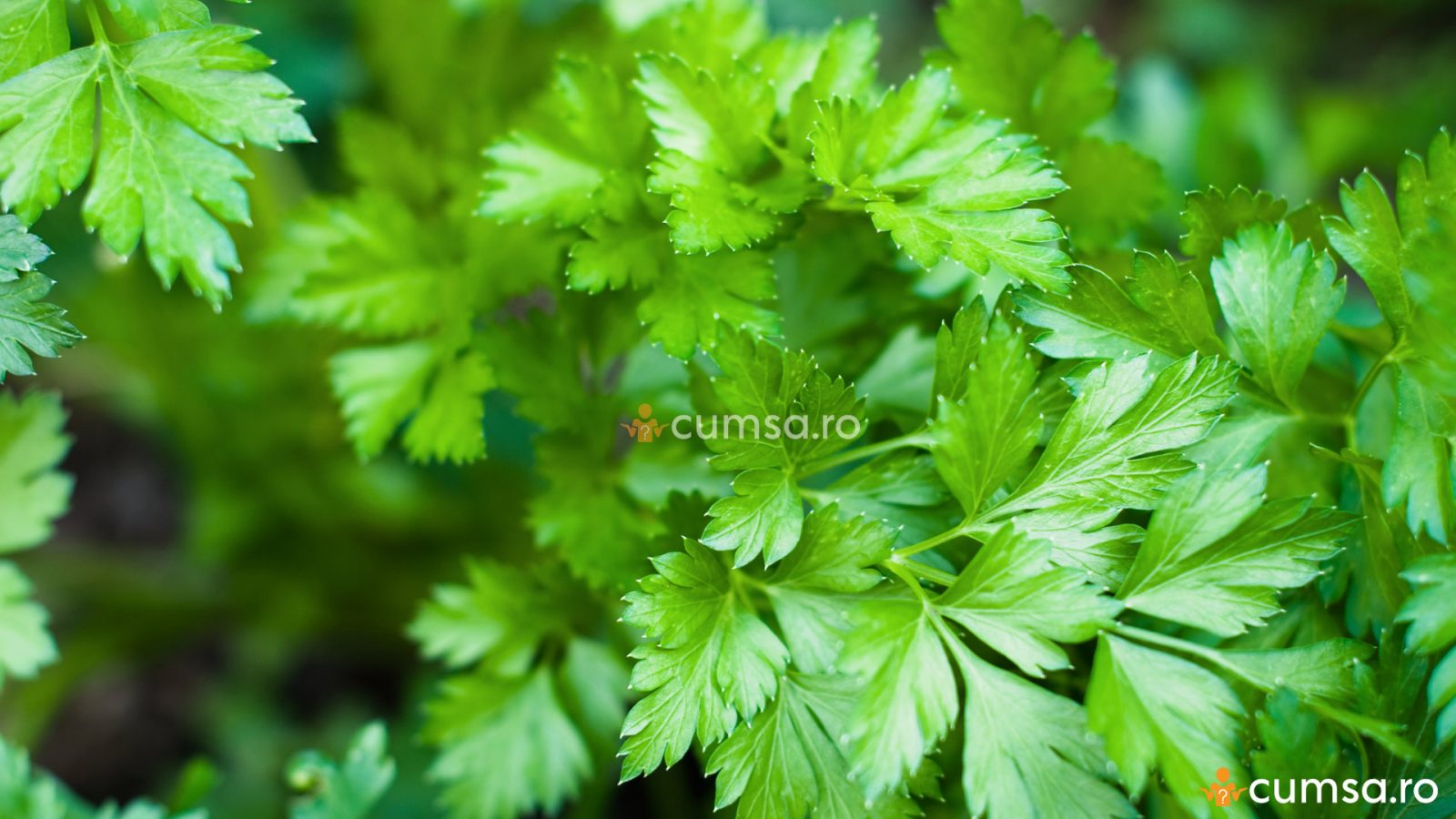 Cultivare patrunjel (Petroselinum crispum). Cum sa ai si tu aceasta ...