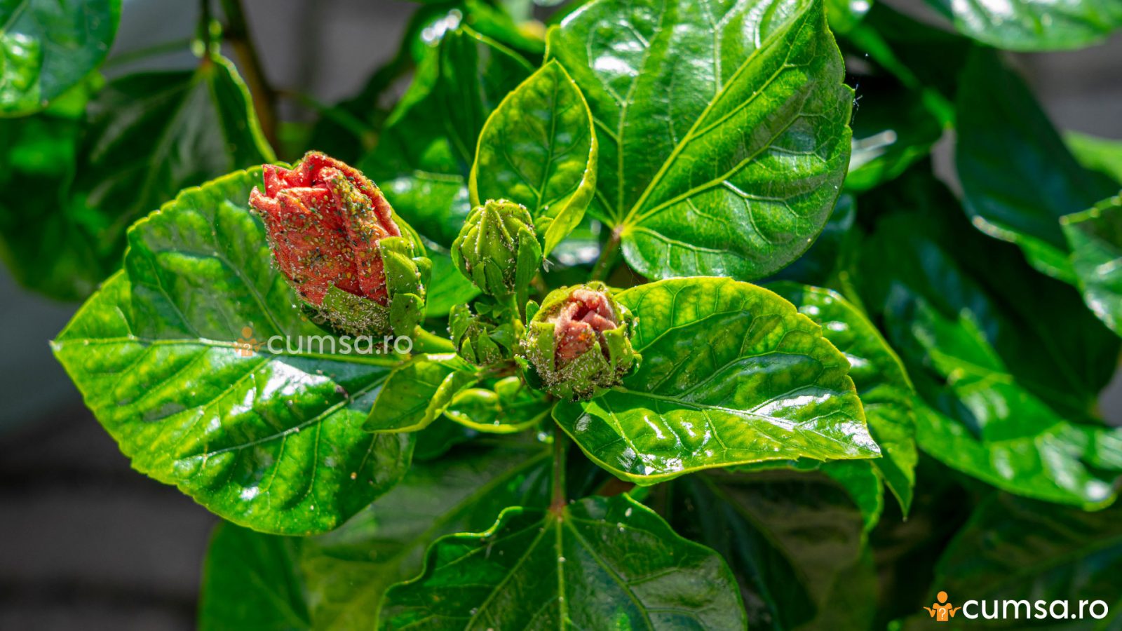 Ingrijire hibiscus. Cum sa combati afidele, musculita alba si fainarea ...