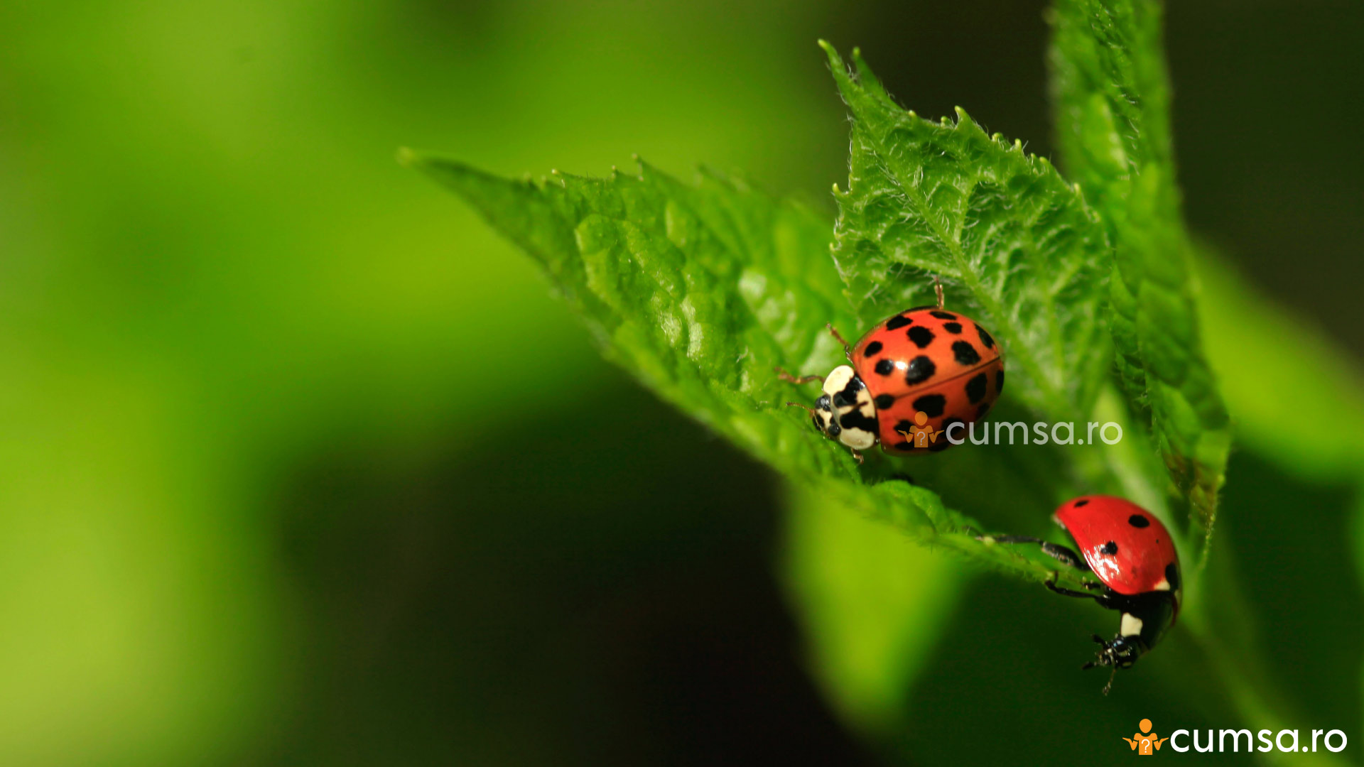 Cum sa atragi buburuze in gradina pentru a combate daunatorii - cumsa.ro