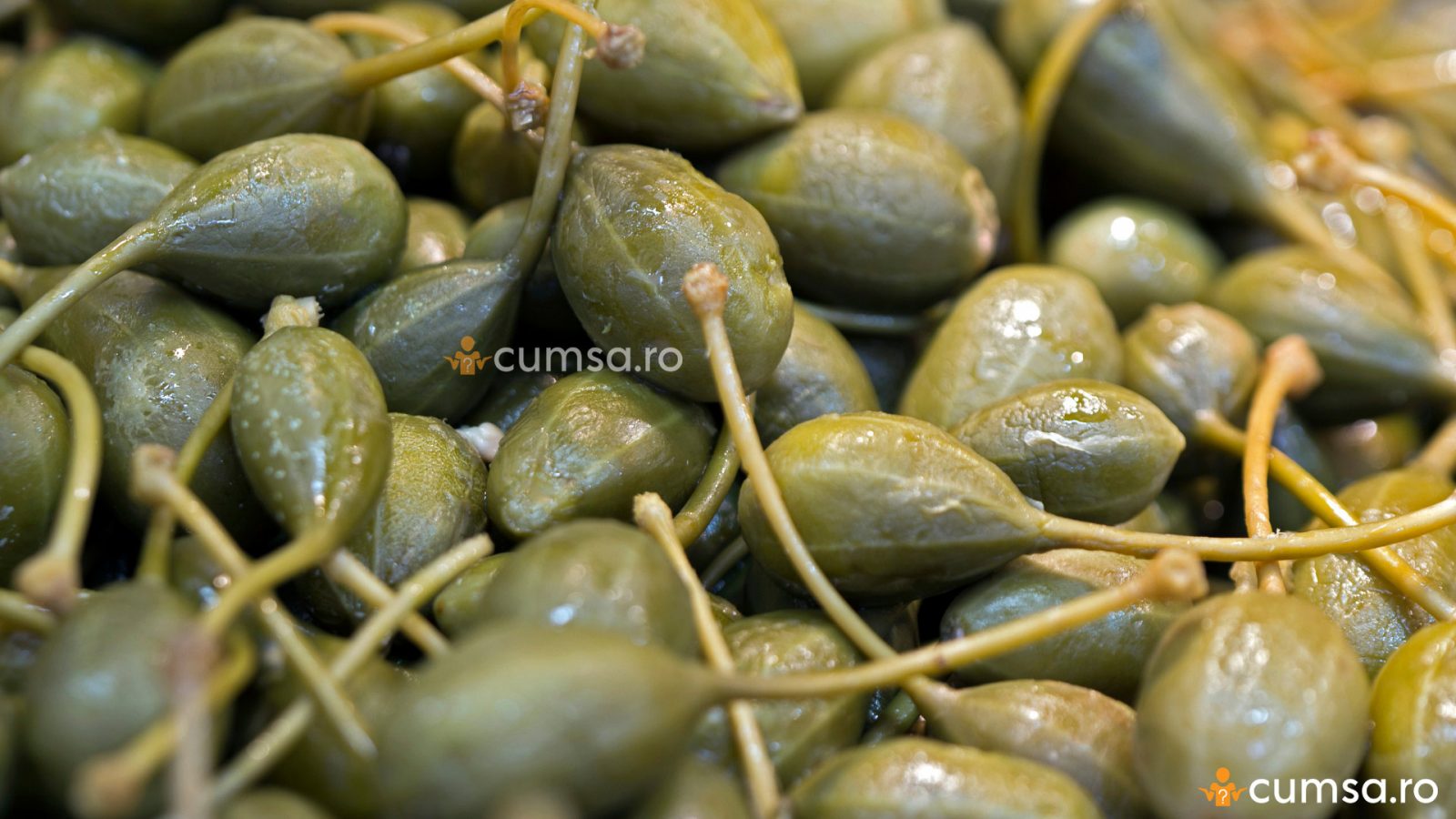 Cum sa cultivi capere (Capparis spinosa) - cumsa.ro