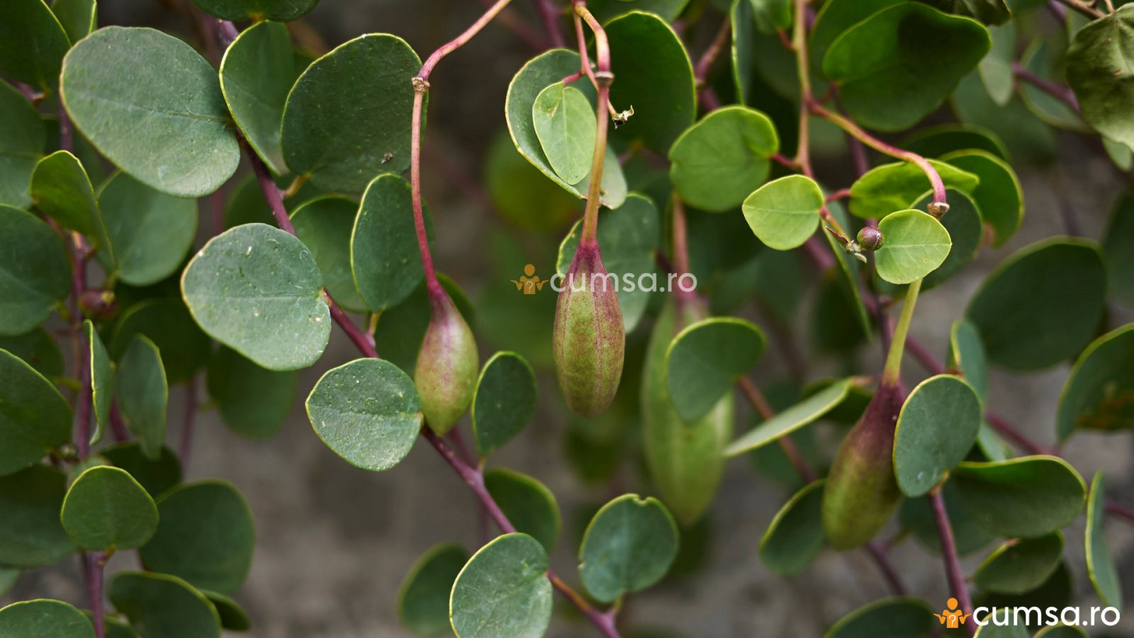 Cum sa cultivi capere (Capparis spinosa) - cumsa.ro