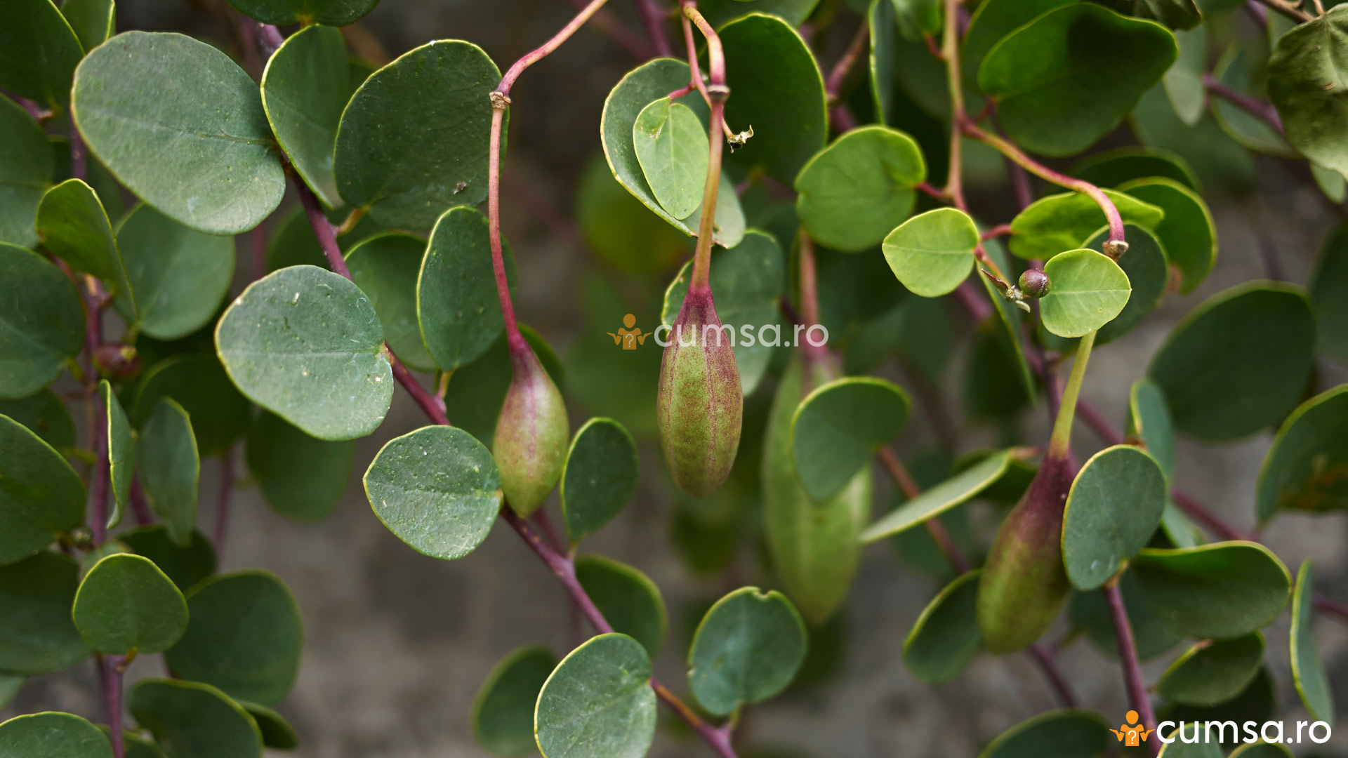 Cum sa cultivi capere (Capparis spinosa) - cumsa.ro