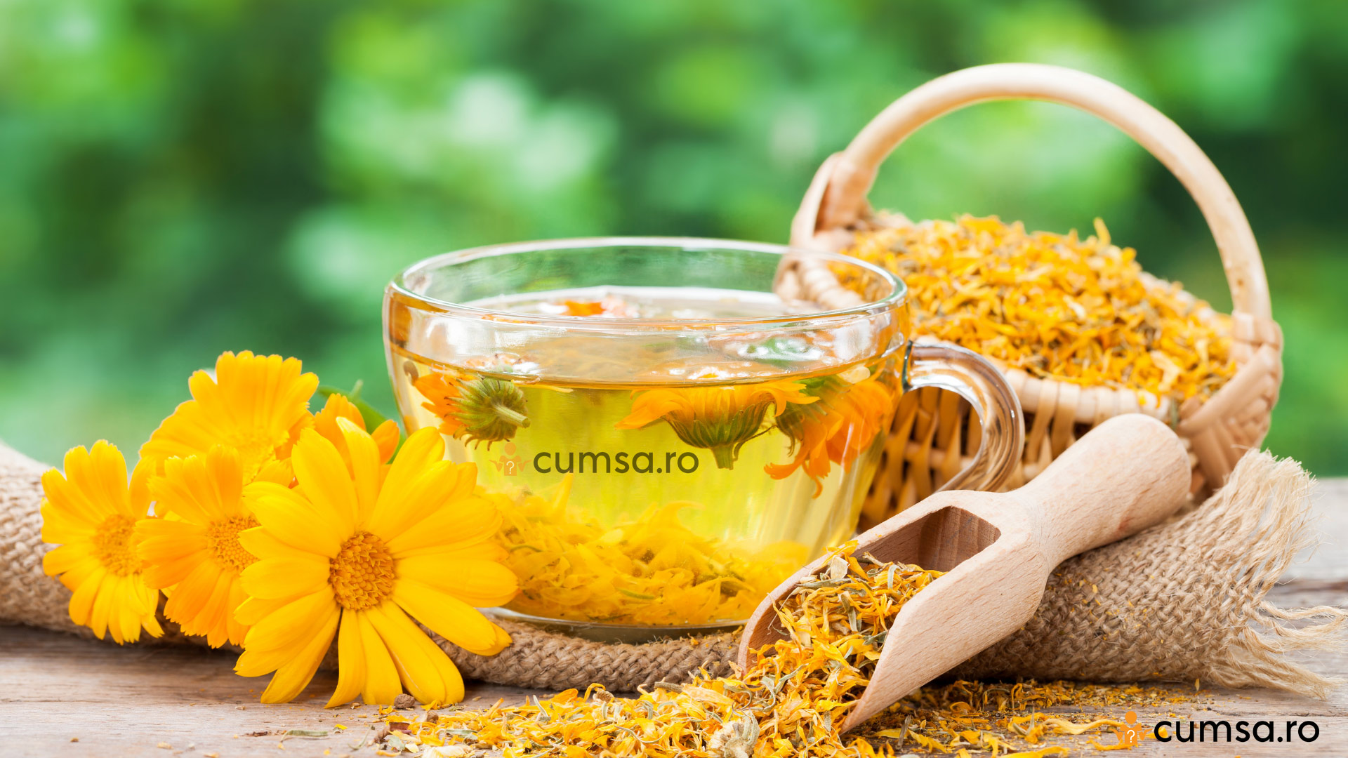 Cum sa infiintezi o cultura de galbenele (Calendula officinalis) - cumsa.ro