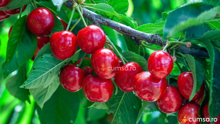 Schema tratamente cires. Cum sa aplici stropirile si in ce perioada ...