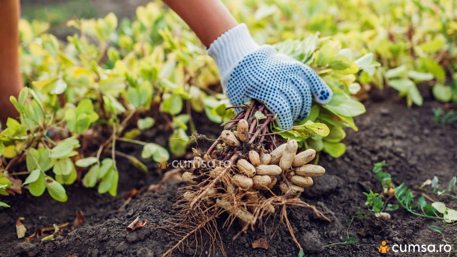 Cultivare arahide. Cum sa cultivi alune de pamant in gradina - cumsa.ro