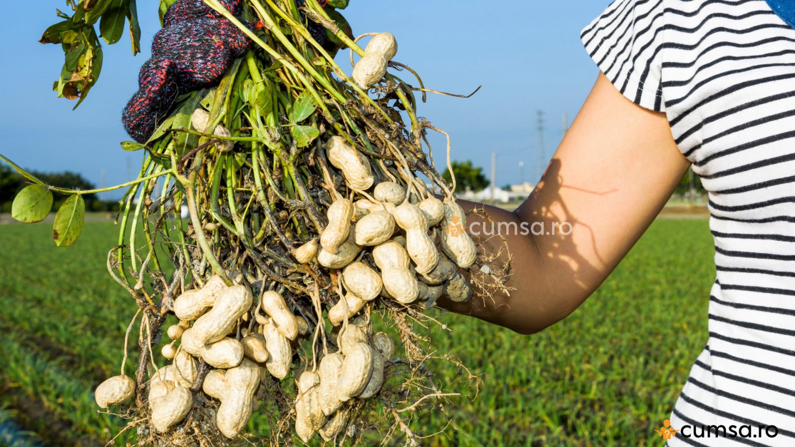Cultivare arahide. Cum sa cultivi alune de pamant in gradina - cumsa.ro