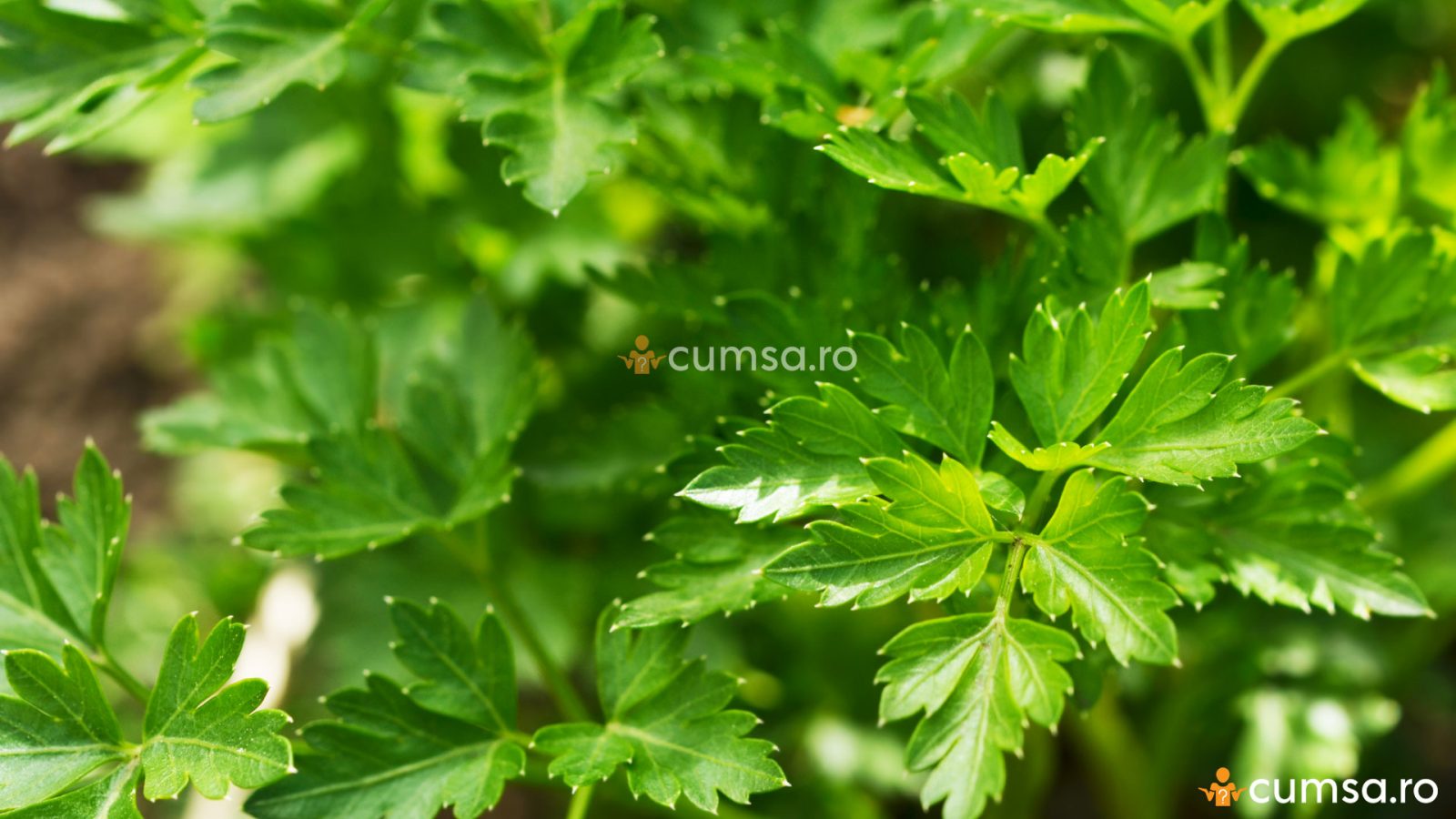 Cultivare patrunjel (Petroselinum crispum). Cum sa ai si tu aceasta ...