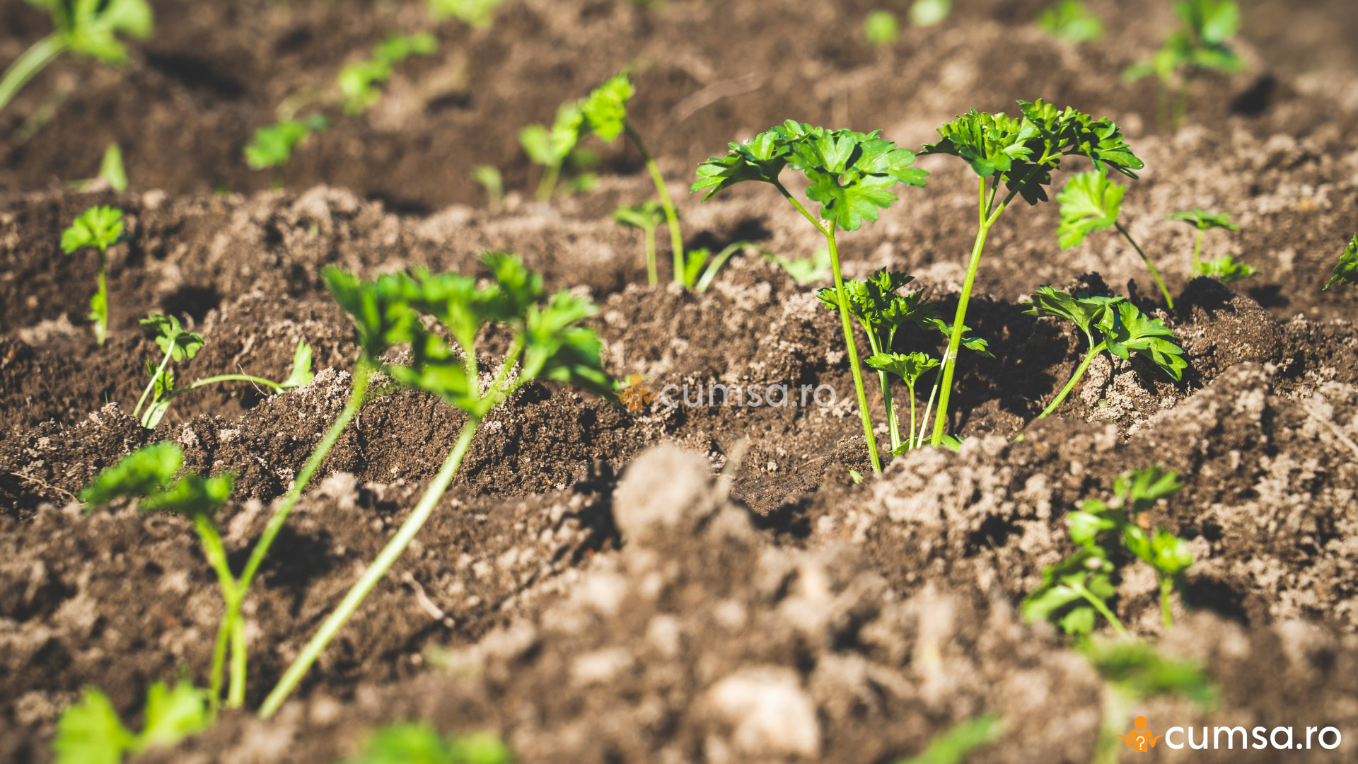 Cultivare patrunjel (Petroselinum crispum). Cum sa ai si tu aceasta ...