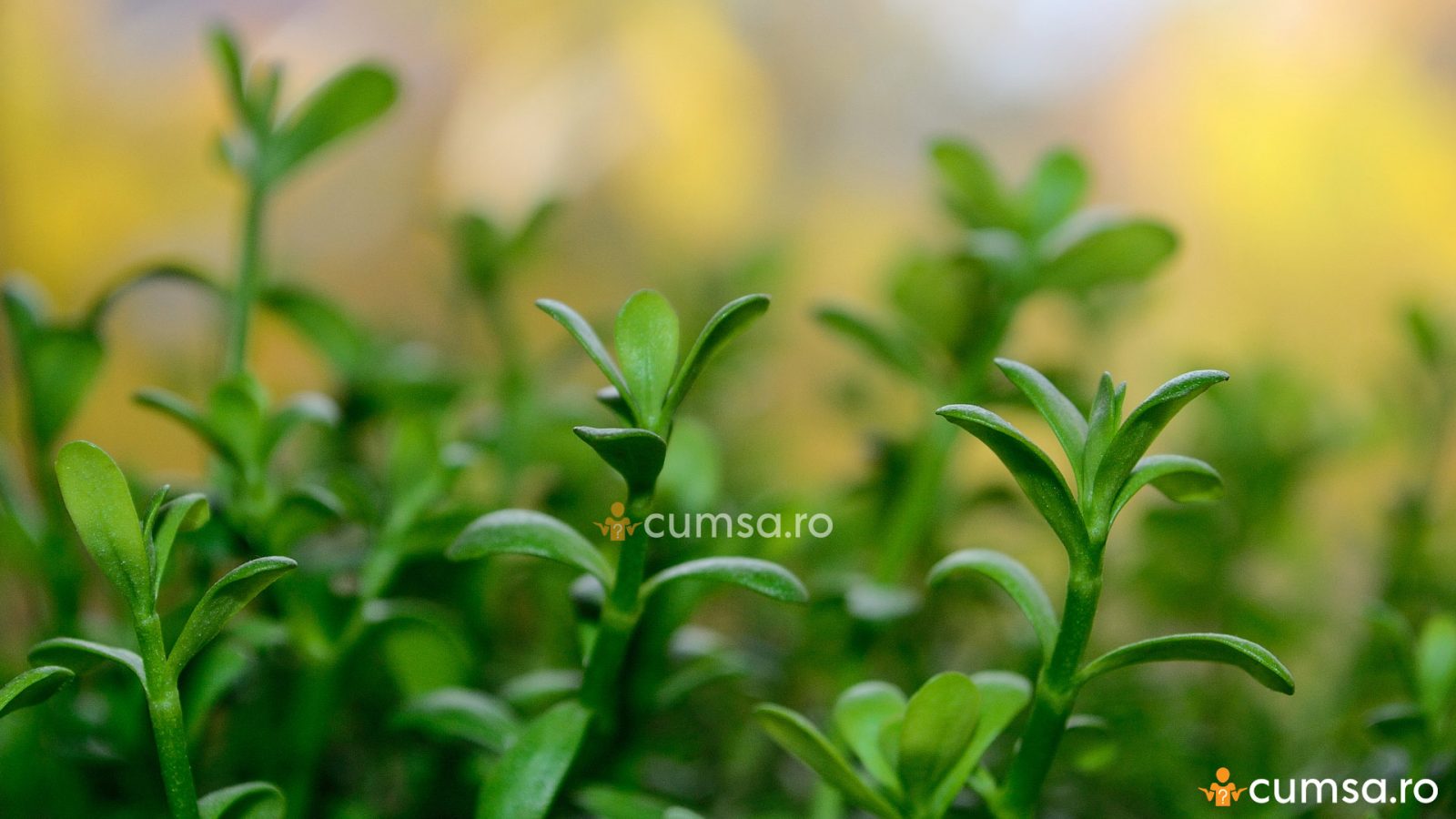 Cum sa combati stresul folosind Bacopa monnieri (isopul de apa) - cumsa.ro