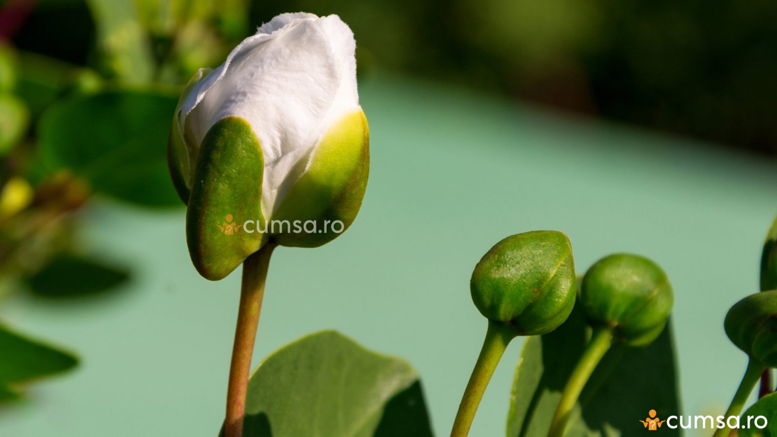 Cum sa cultivi capere (Capparis spinosa) - cumsa.ro