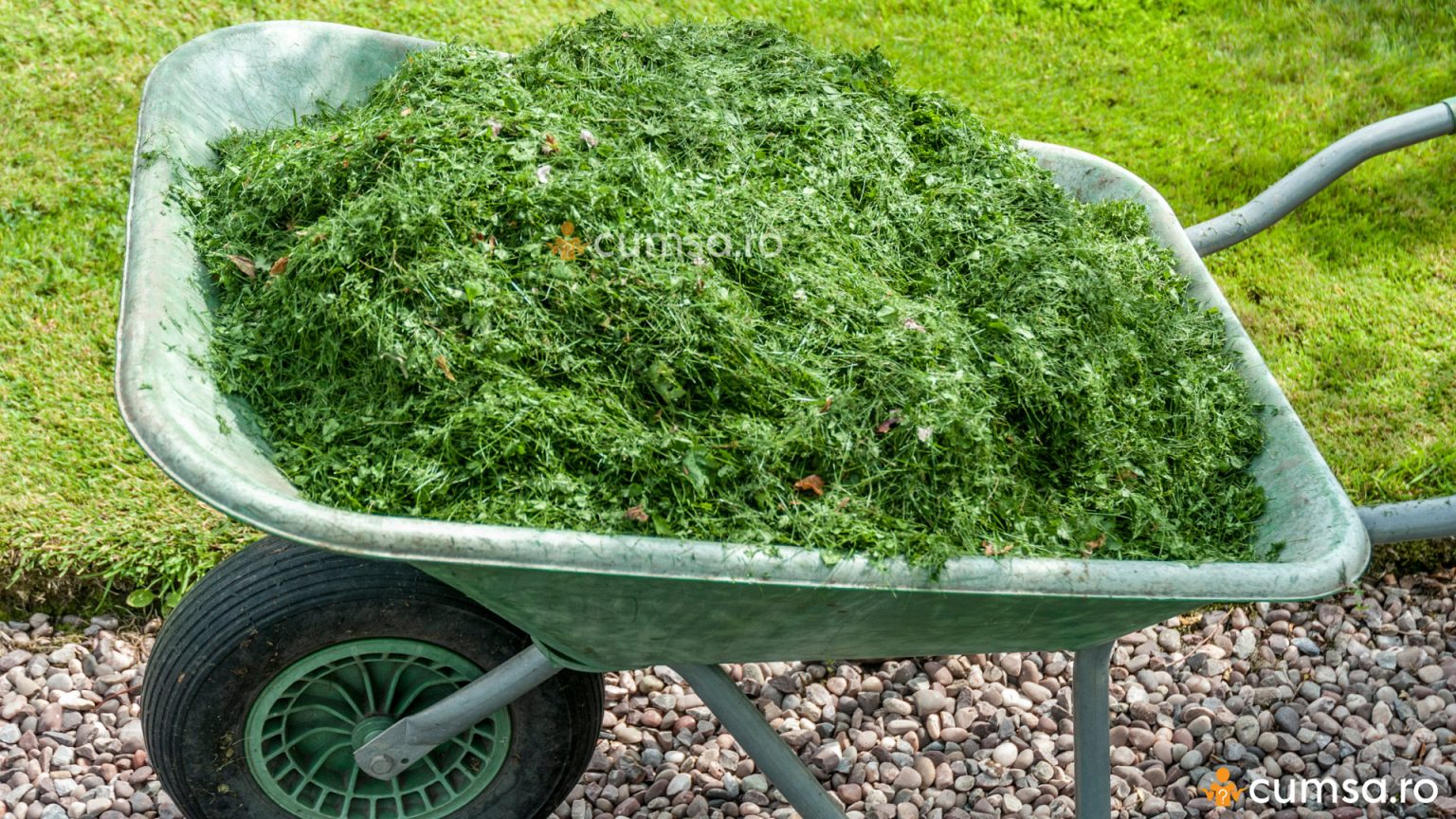 Cum sa folosesti iarba taiata pentru mulcirea plantelor - cumsa.ro