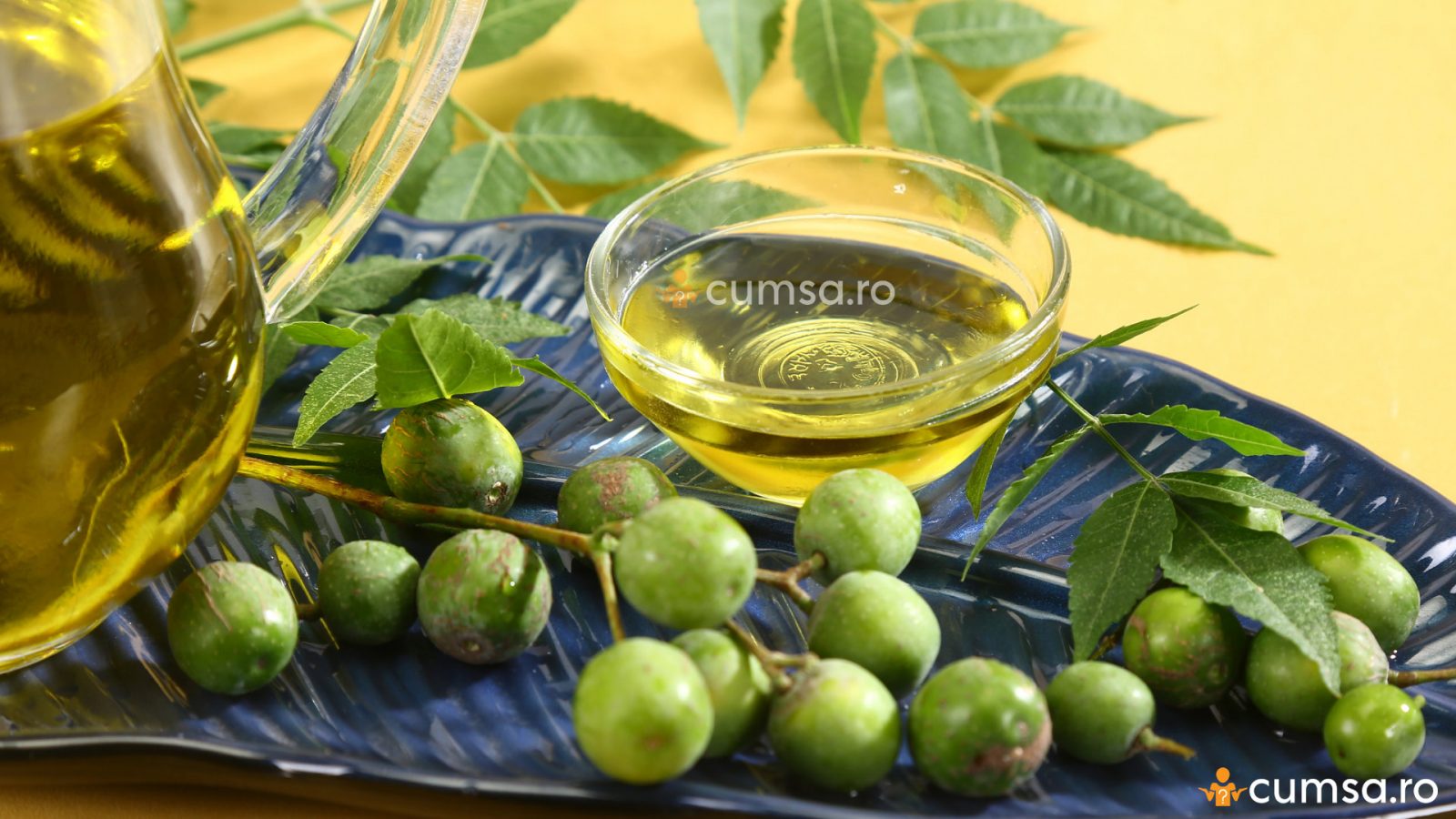 Cum sa folosesti ulei de neem in gradina. La ce este bun? - cumsa.ro