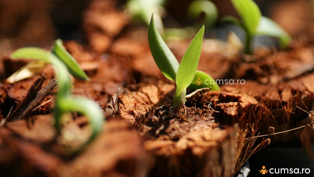 Cum sa obtii o orhidee din seminte si care este procesul - cumsa.ro