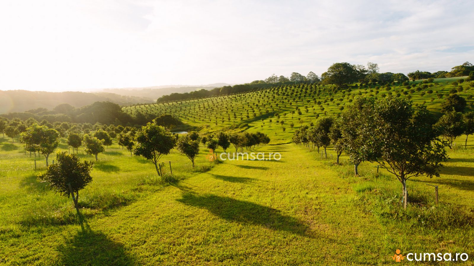 Cum sa cultivi pomii fructiferi in functie de zona in care locuiesti ...