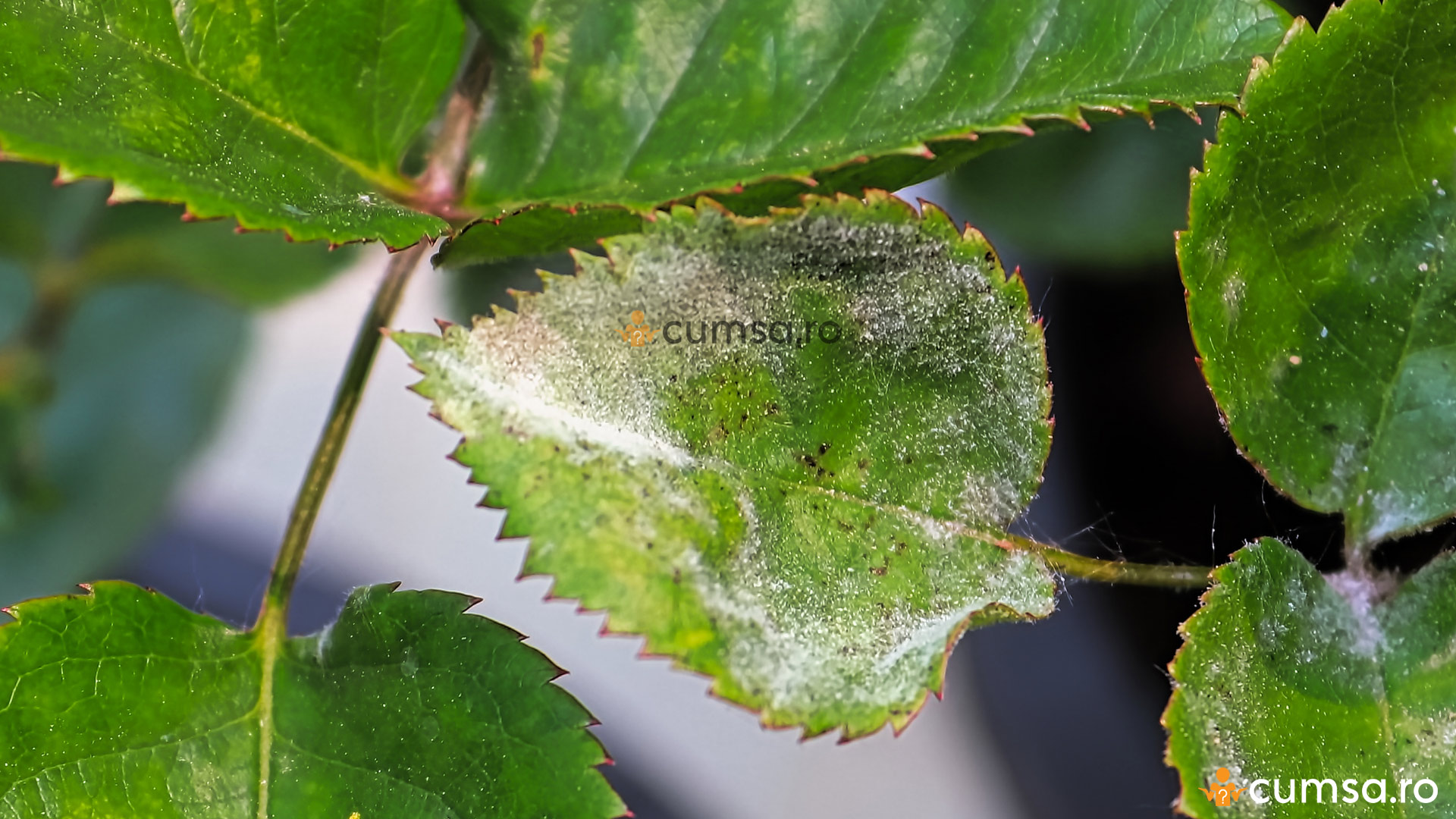 Cum sa combati fainarea la trandafiri si ce tratamente sa aplici - cumsa.ro