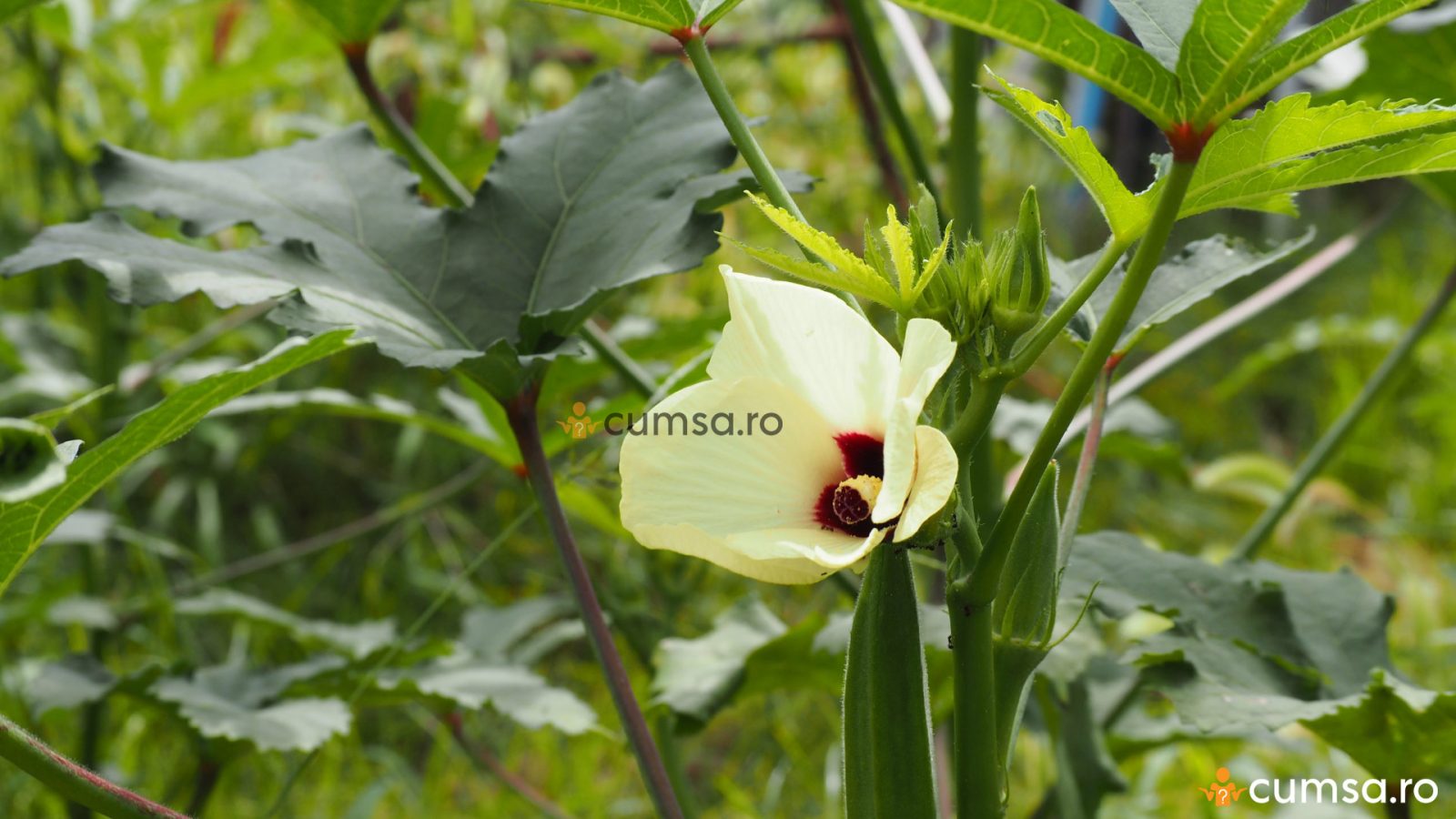 Cultivare bame. Cum sa ai si tu aceste legume in gradina ta - cumsa.ro
