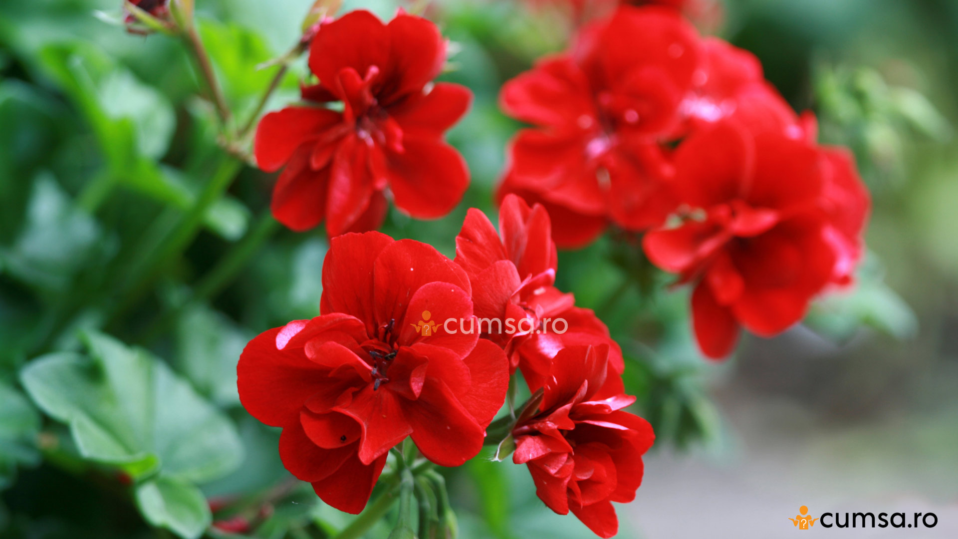 Stimulare inflorire muscate. Cum sa provoci inflorirea abundenta - cumsa.ro