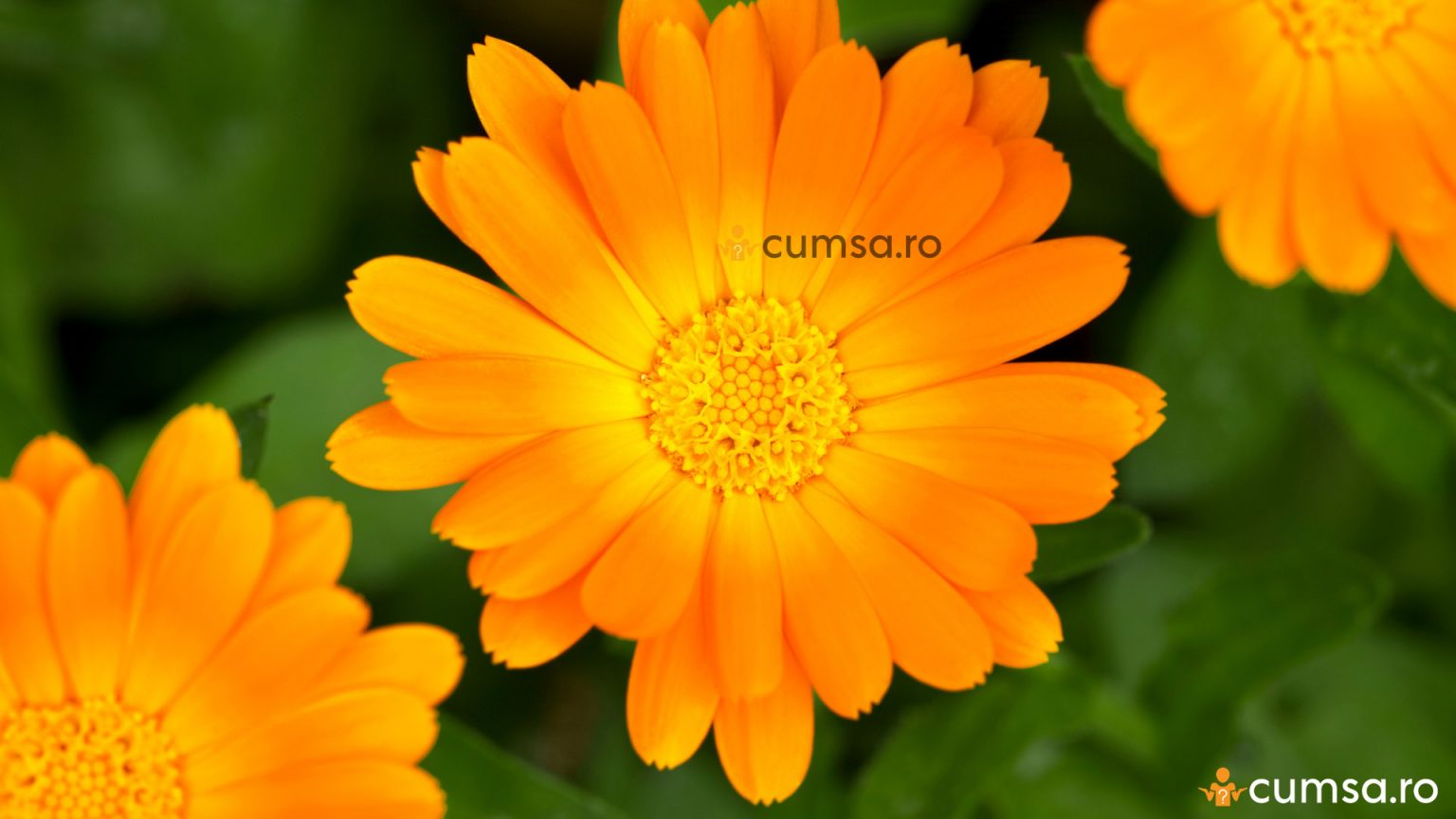 Cum sa infiintezi o cultura de galbenele (Calendula officinalis) - cumsa.ro