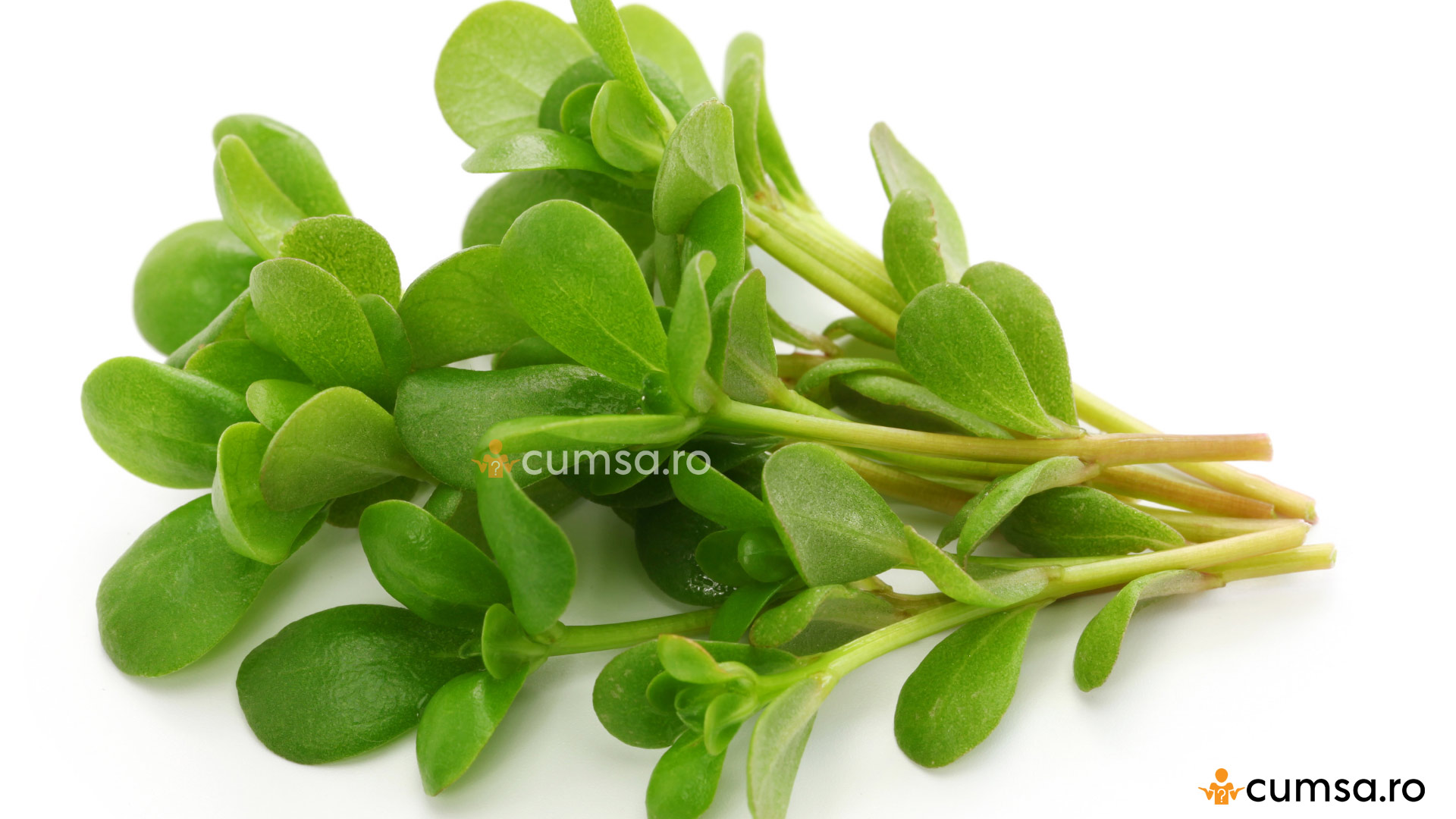 Cum sa folosesti iarba grasa in mancaruri sau ca planta medicinala ...