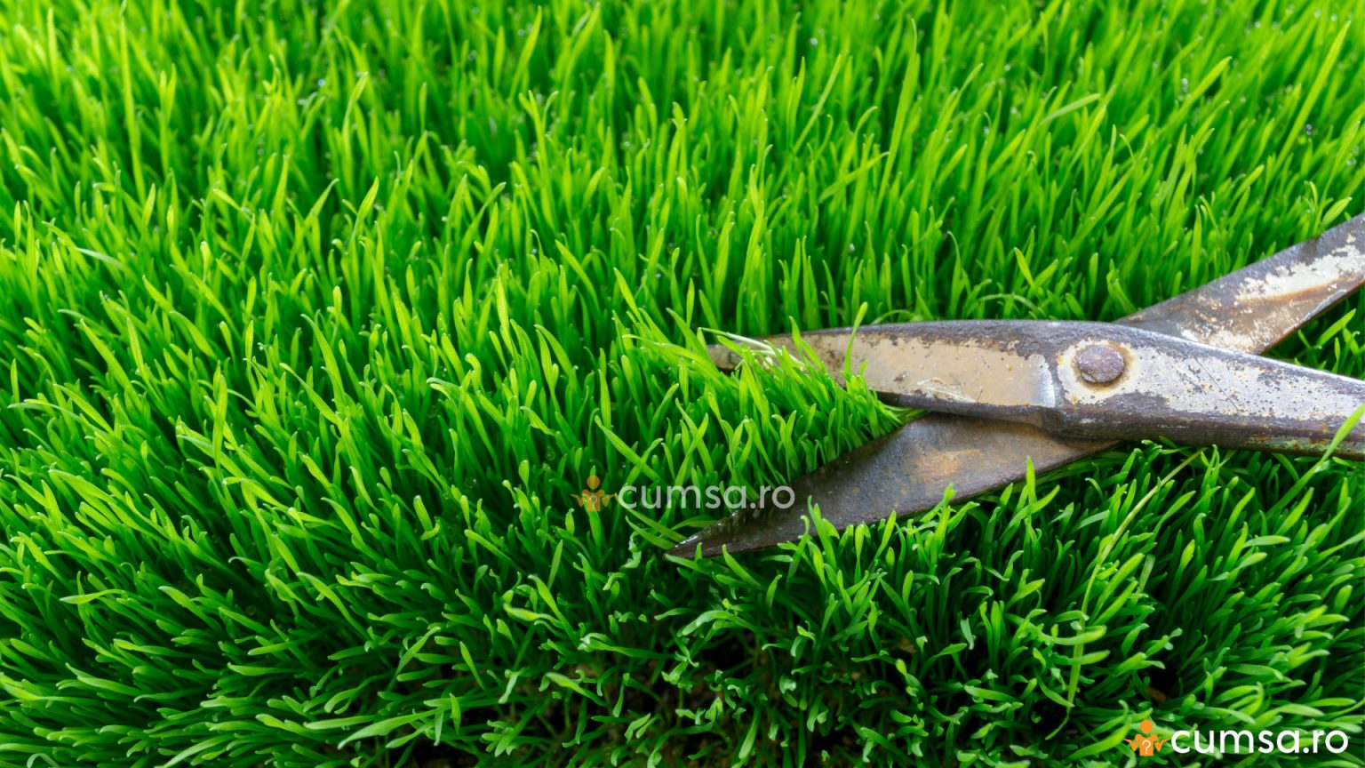 Cum sa folosesti iarba taiata pentru mulcirea plantelor - cumsa.ro