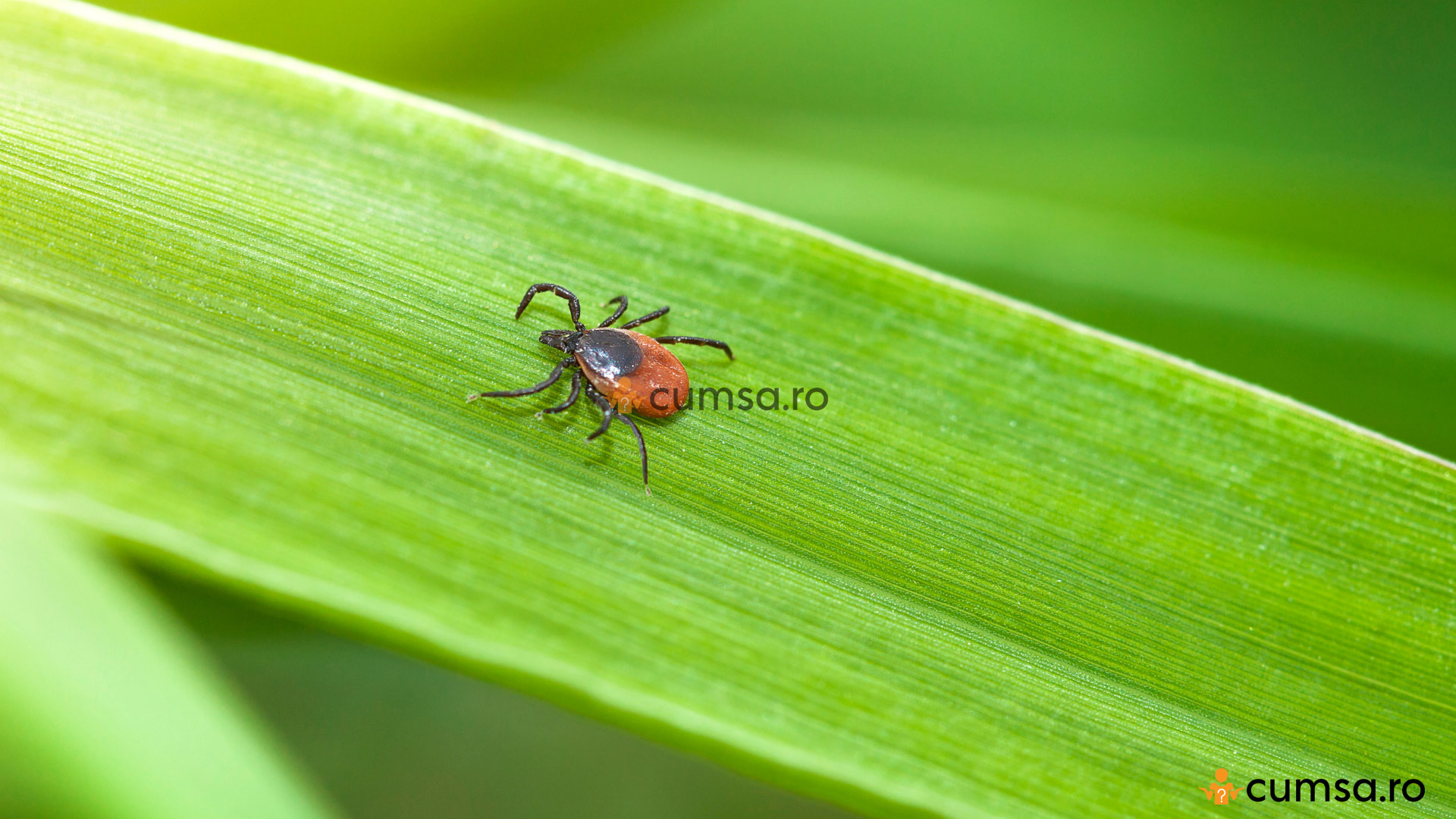 Capuse in curte. Cum sa prepari un insecticid natural pentru a le ...
