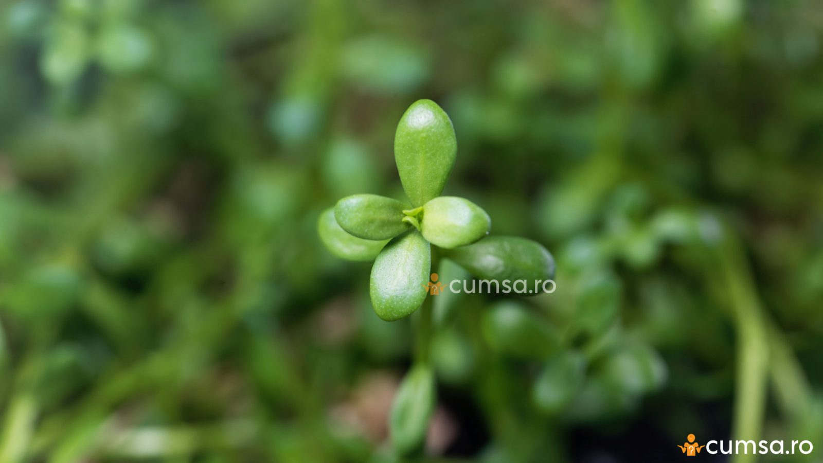 Cum sa combati stresul folosind Bacopa monnieri (isopul de apa) - cumsa.ro