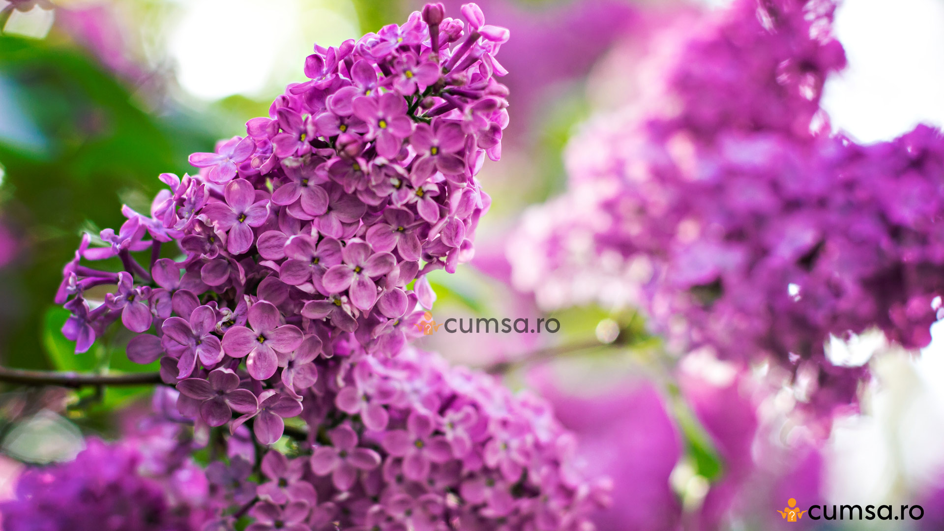 Cum sa tai liliacul si care este perioada ideala - cumsa.ro