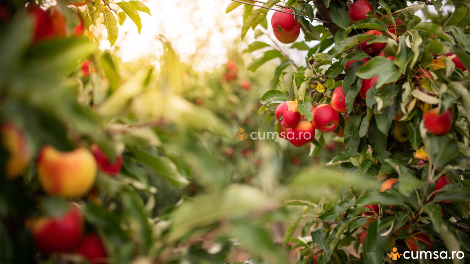 Cum sa cultivi pomii fructiferi in functie de zona in care locuiesti ...