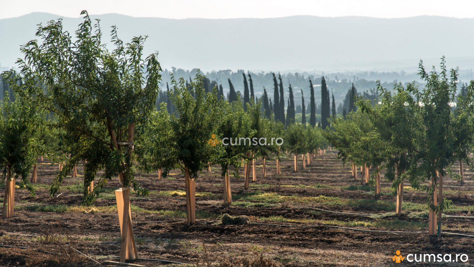 Cultivarea migdalului. Cum sa cultivi acest pom fructifer si in ce zone ...