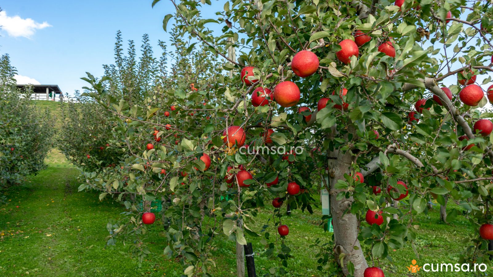 Schema tratamente mar. Cum sa le aplici si in ce perioada - cumsa.ro