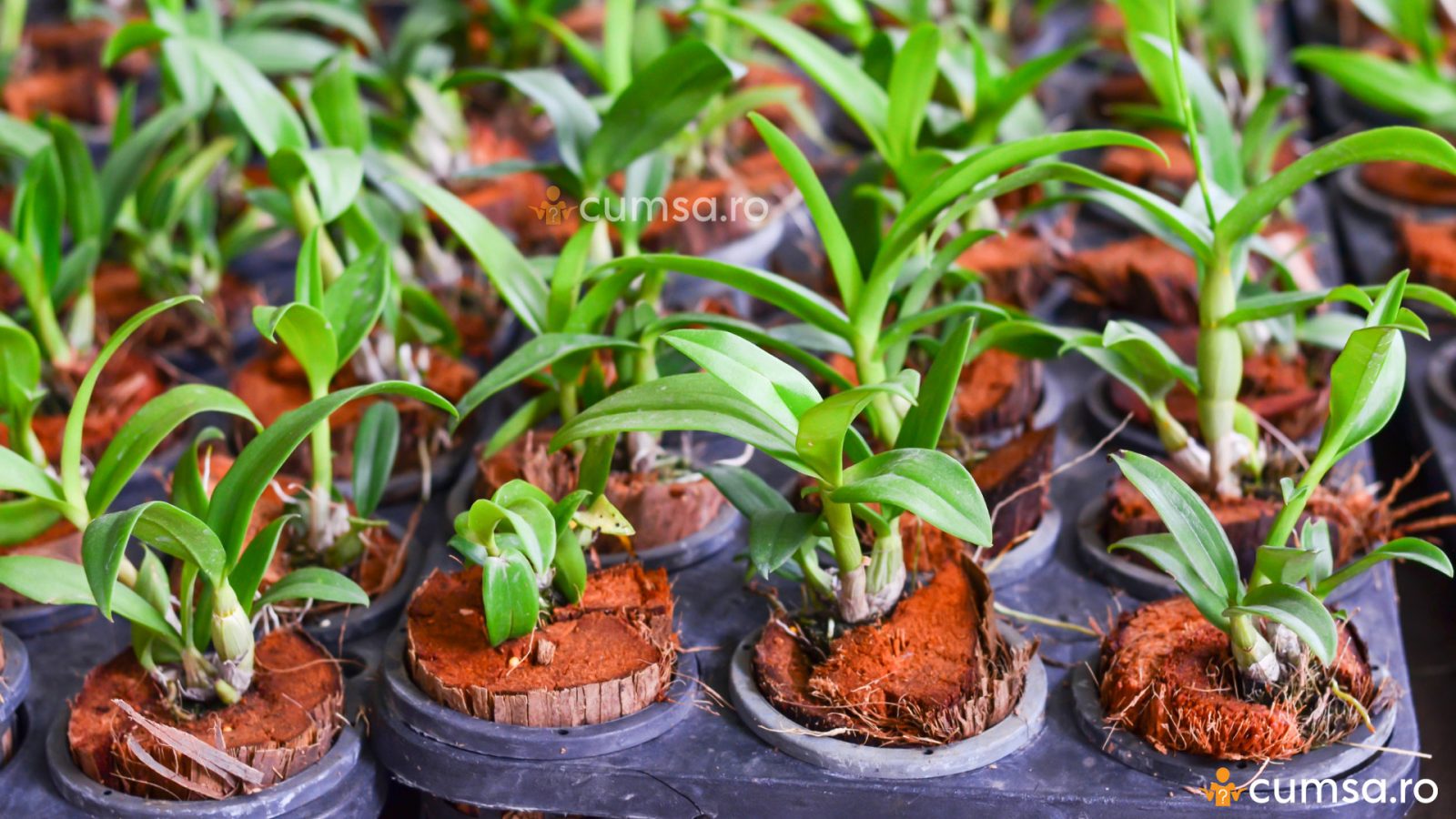 Cum sa obtii o orhidee din seminte si care este procesul - cumsa.ro