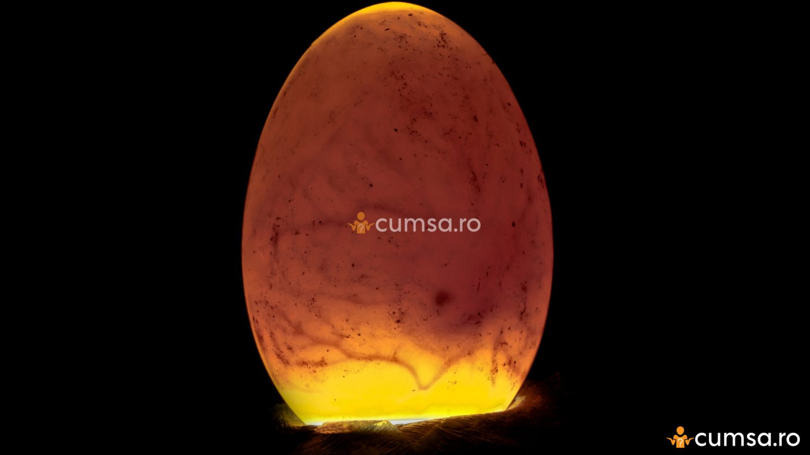 Clocitoare de pui. Cum sa alegi oua fertile pentru incubator - cumsa.ro