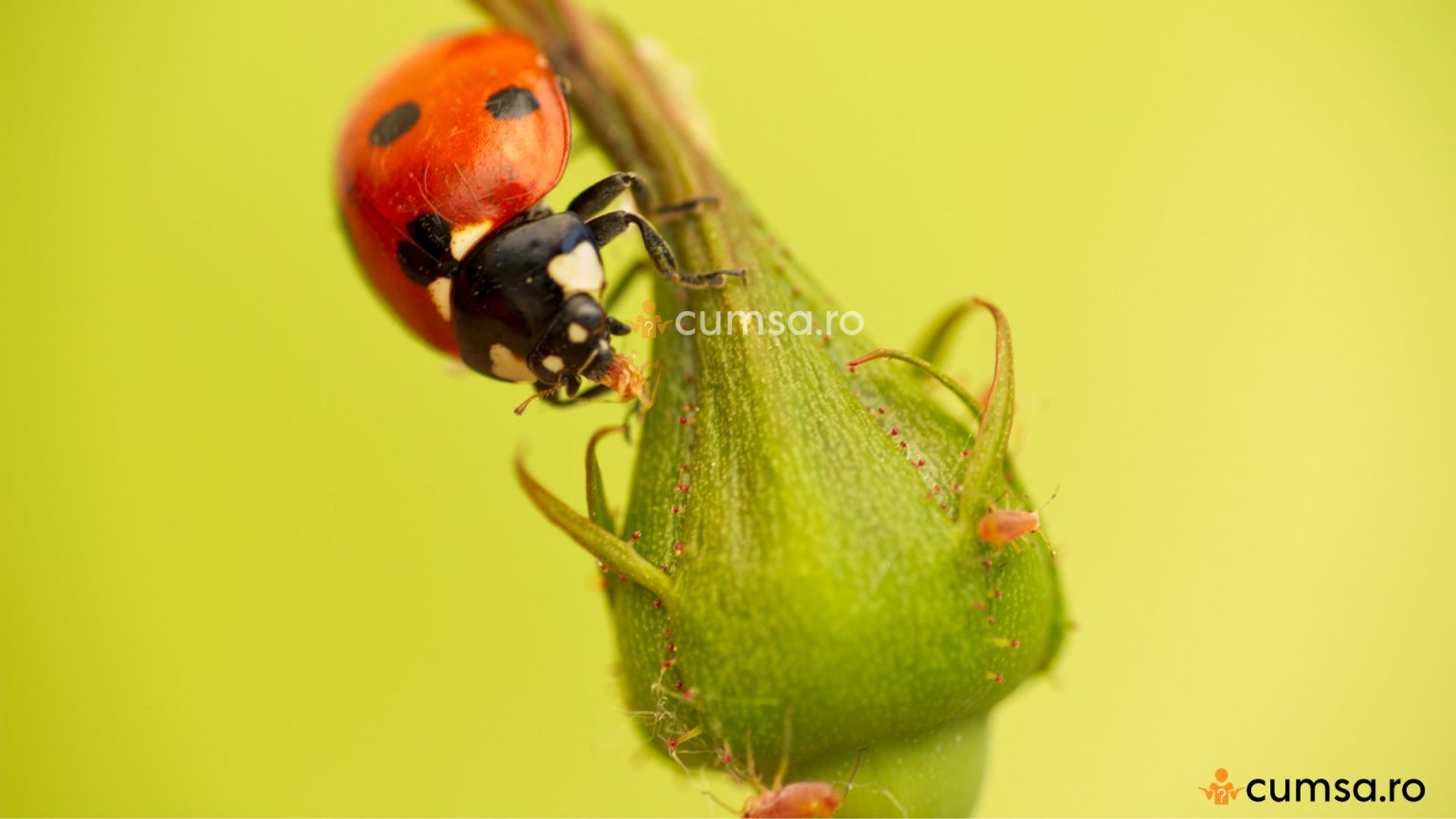 Paduchi la trandafiri. Cum sa scapi de afide si ce tratamente sa ...