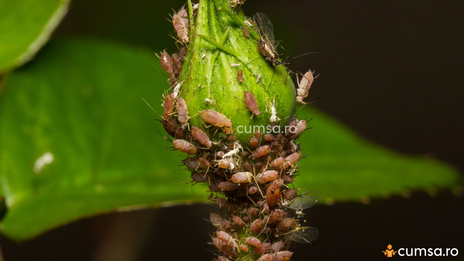 Paduchi la trandafiri. Cum sa scapi de afide si ce tratamente sa ...