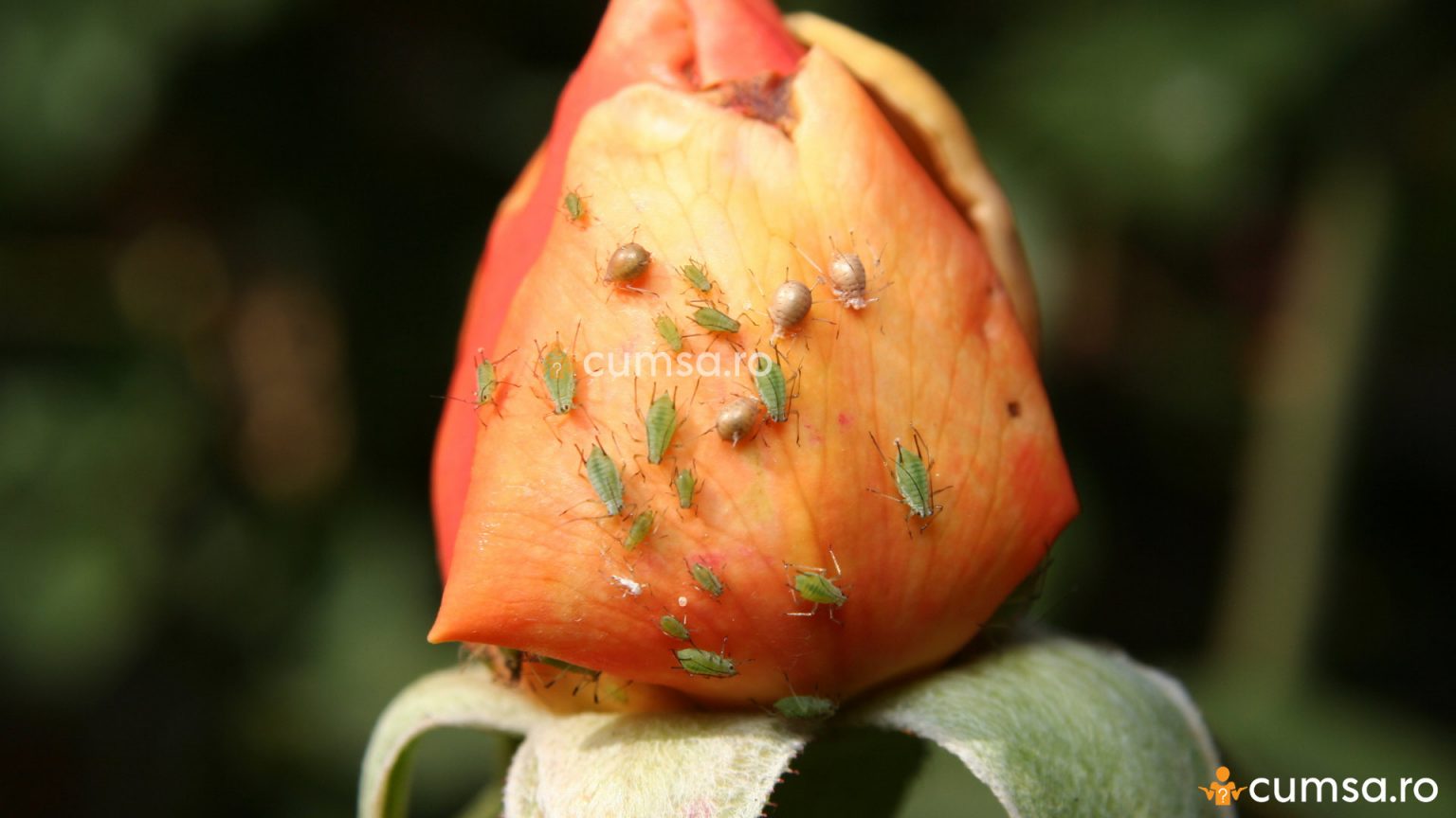 Paduchi la trandafiri. Cum sa scapi de afide si ce tratamente sa ...