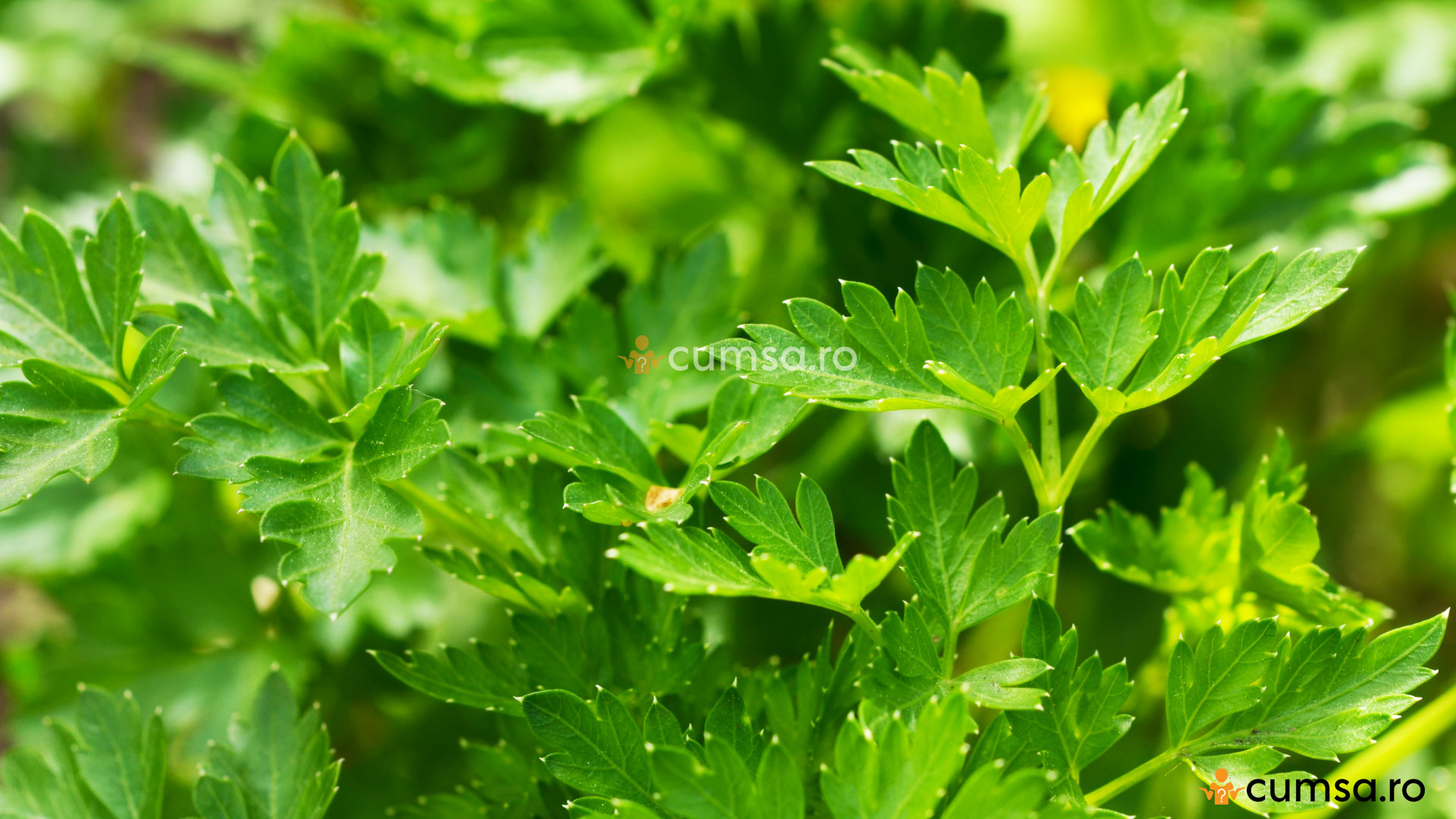 Cultivare patrunjel (Petroselinum crispum). Cum sa ai si tu aceasta ...