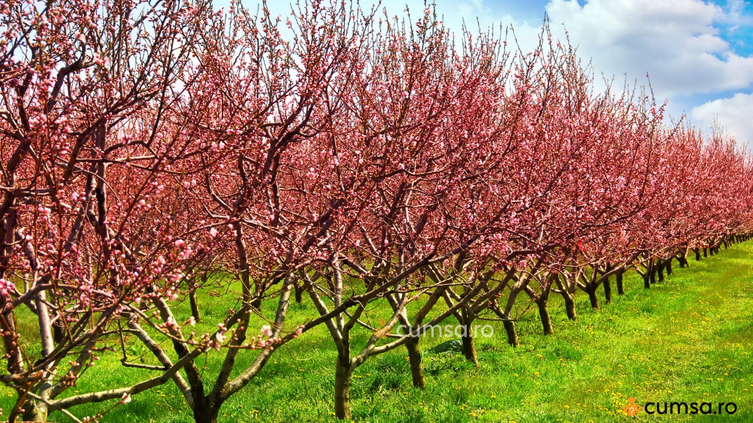 Cum sa cultivi pomii fructiferi in functie de zona in care locuiesti ...