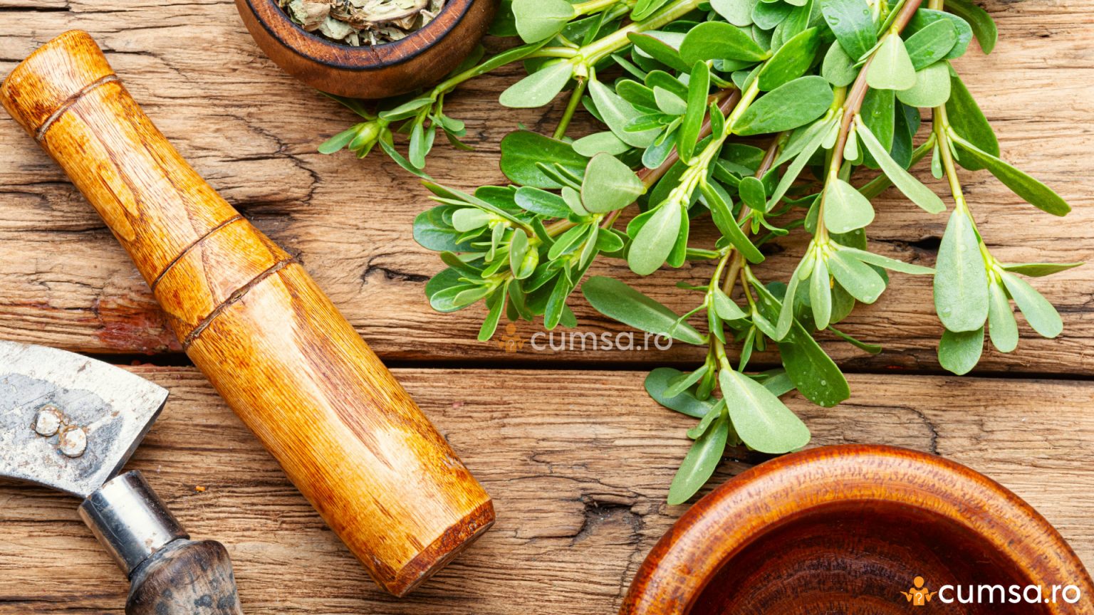 Cum sa folosesti iarba grasa in mancaruri sau ca planta medicinala ...